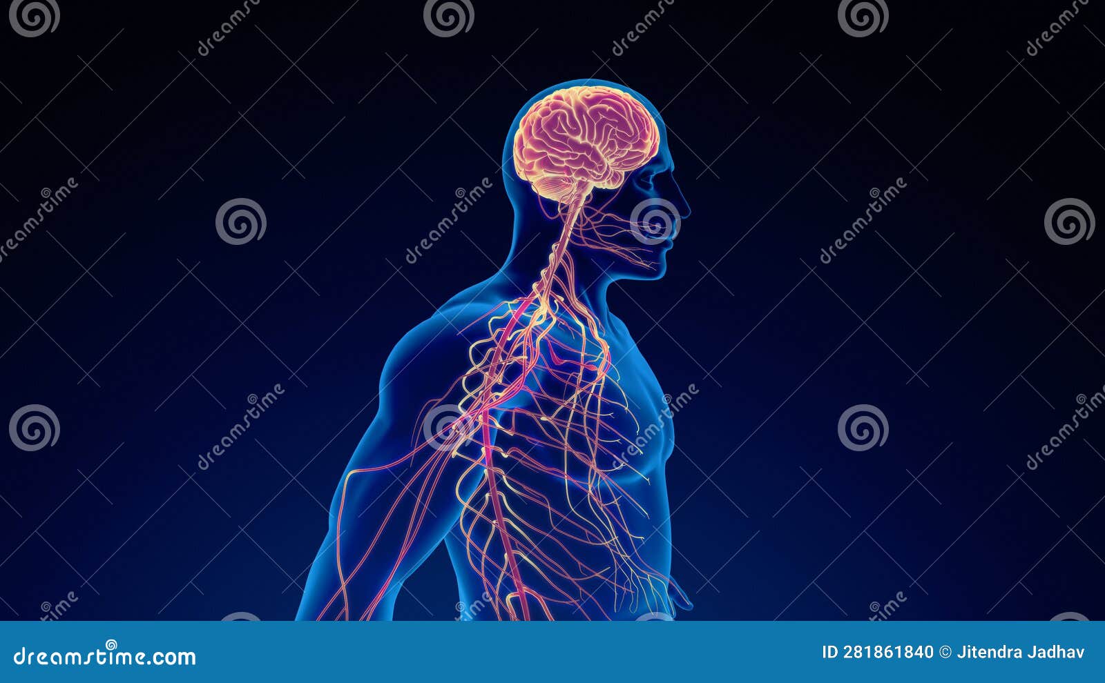 Human Nervous System Medical Background Stock Illustration ...