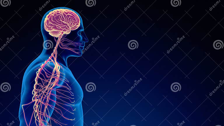 Human Nervous System Medical Background Stock Illustration - Illustration of human, complex ...