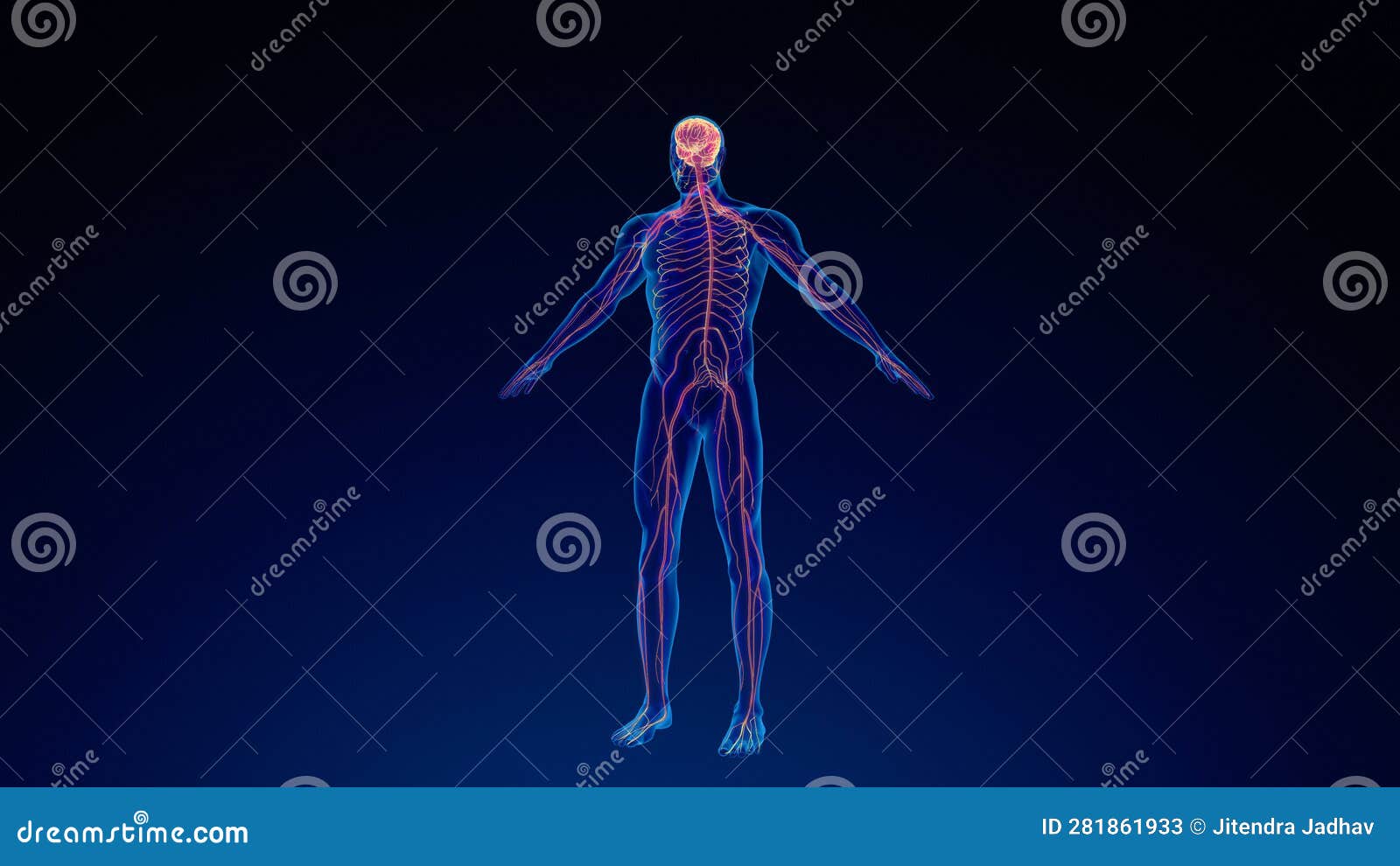 Human Nervous System Medical Background Stock Illustration ...