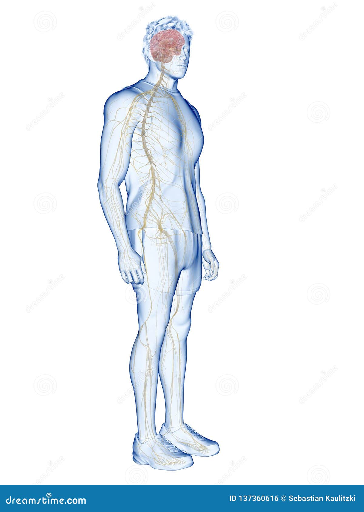 The human nervous system stock illustration. Illustration of graphic ...