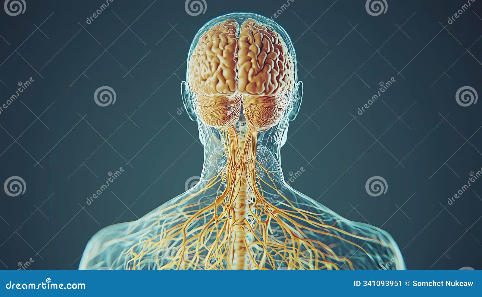 Human Nervous System, with Detailed Visualization of the Brain, Spinal ...