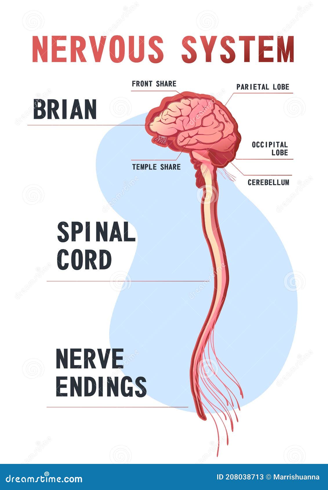 Human Nervous System Educational Scheme Stock Illustration ...