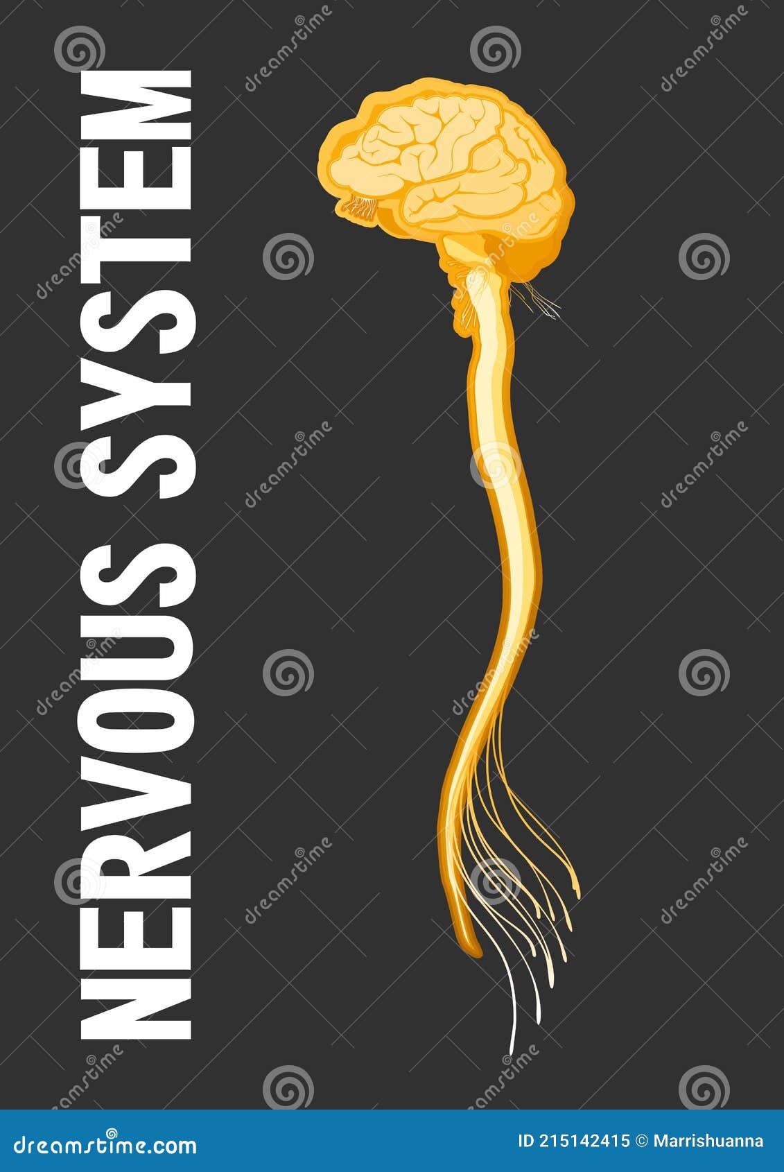 Human Nervous System Educational Scheme Stock Vector - Illustration of ...