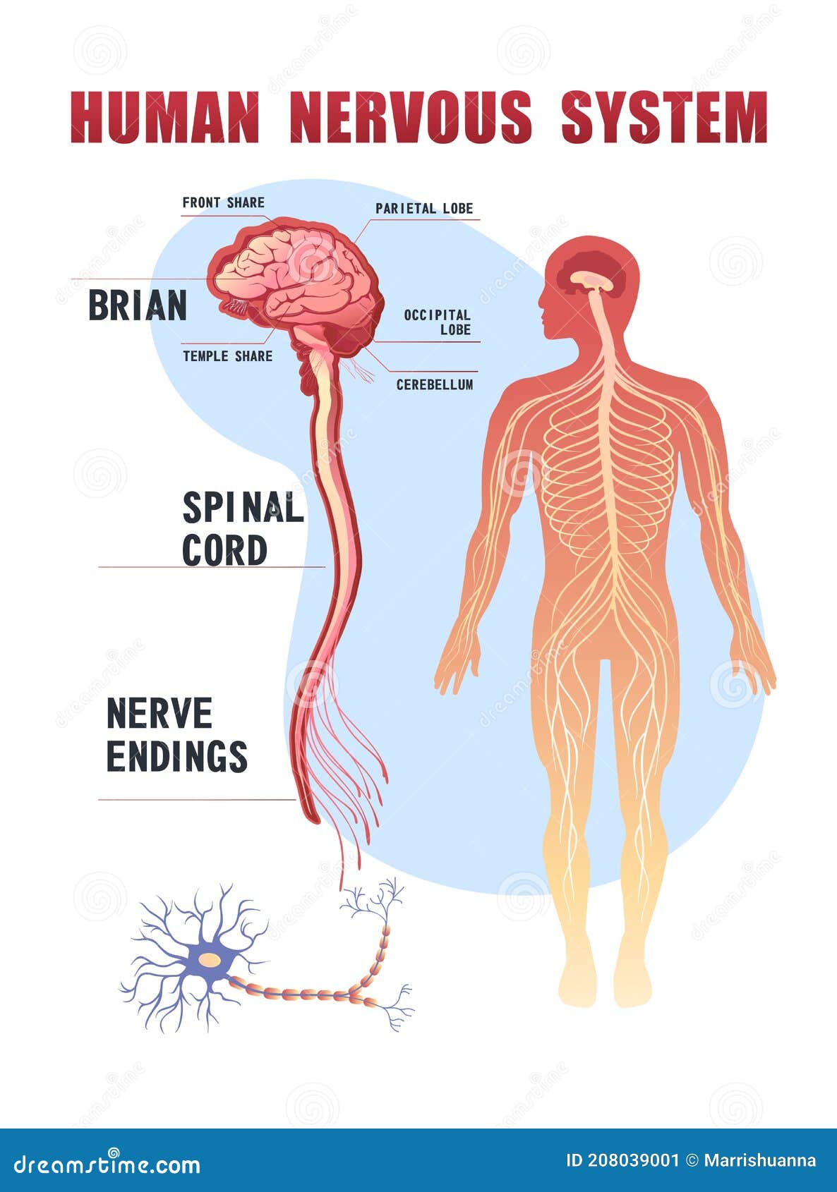Peripheral Nervous System, Medical Vector Illustration Diagram With ...
