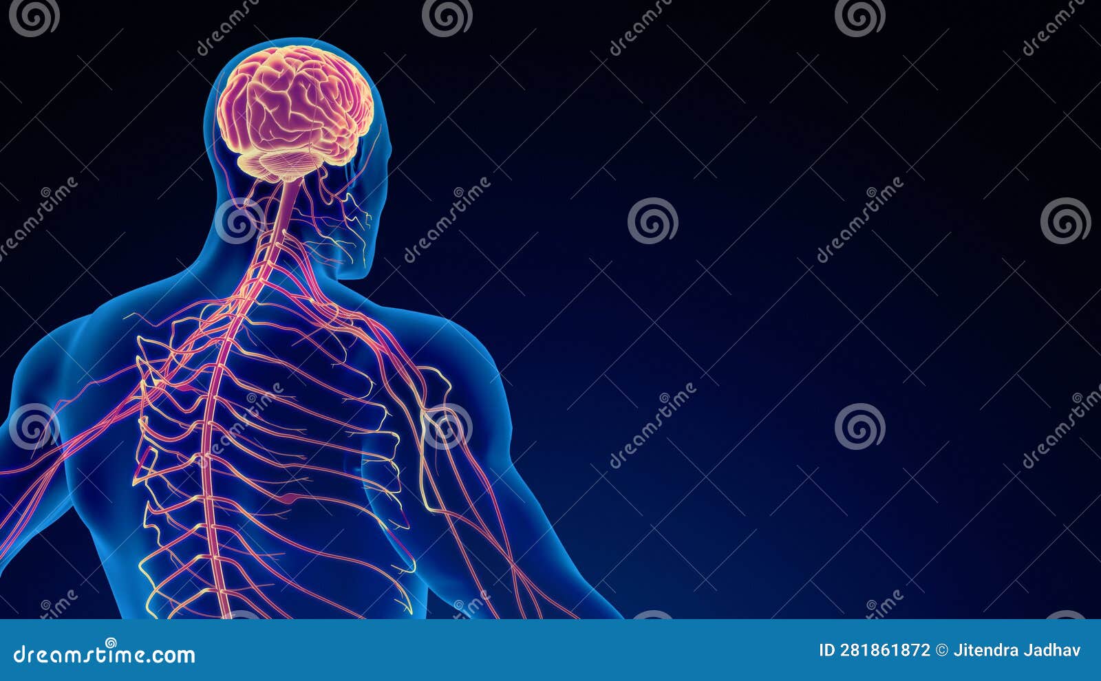 Human Nervous System Medical Background Stock Photo - Image of line ...
