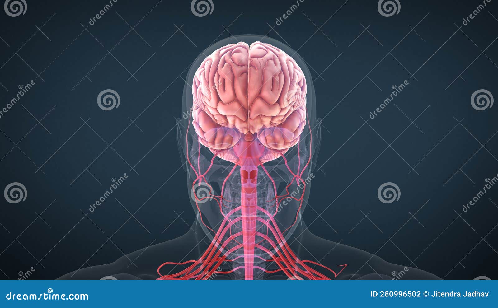 Human Nervous System Medical Background Stock Illustration ...