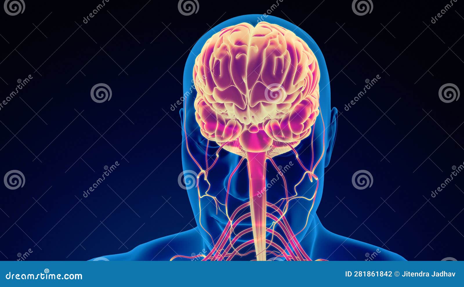 Human Nervous System Medical Background Stock Illustration ...