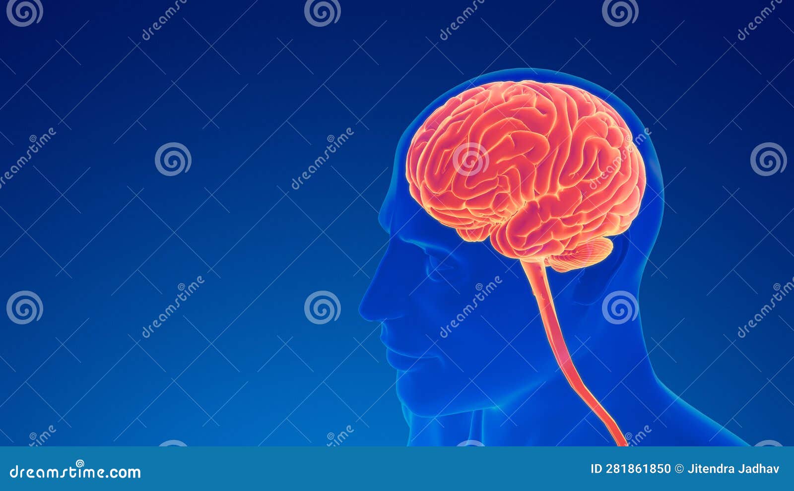 Human Nervous System Medical Background Stock Illustration ...