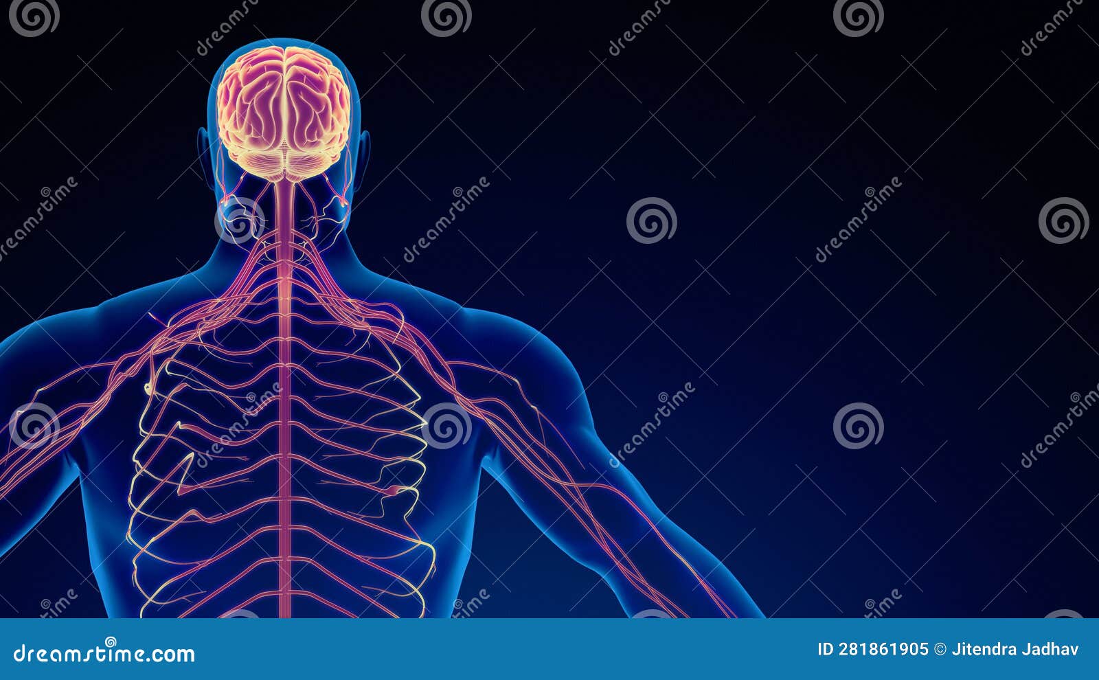 Human Nervous System Medical Background Stock Illustration ...