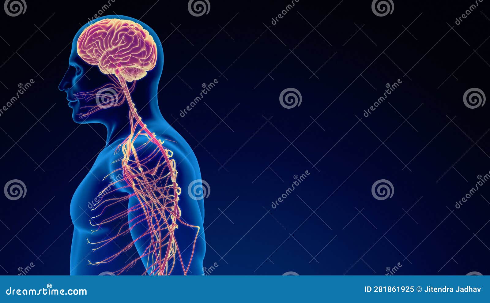 Human Nervous System Medical Background Stock Illustration ...