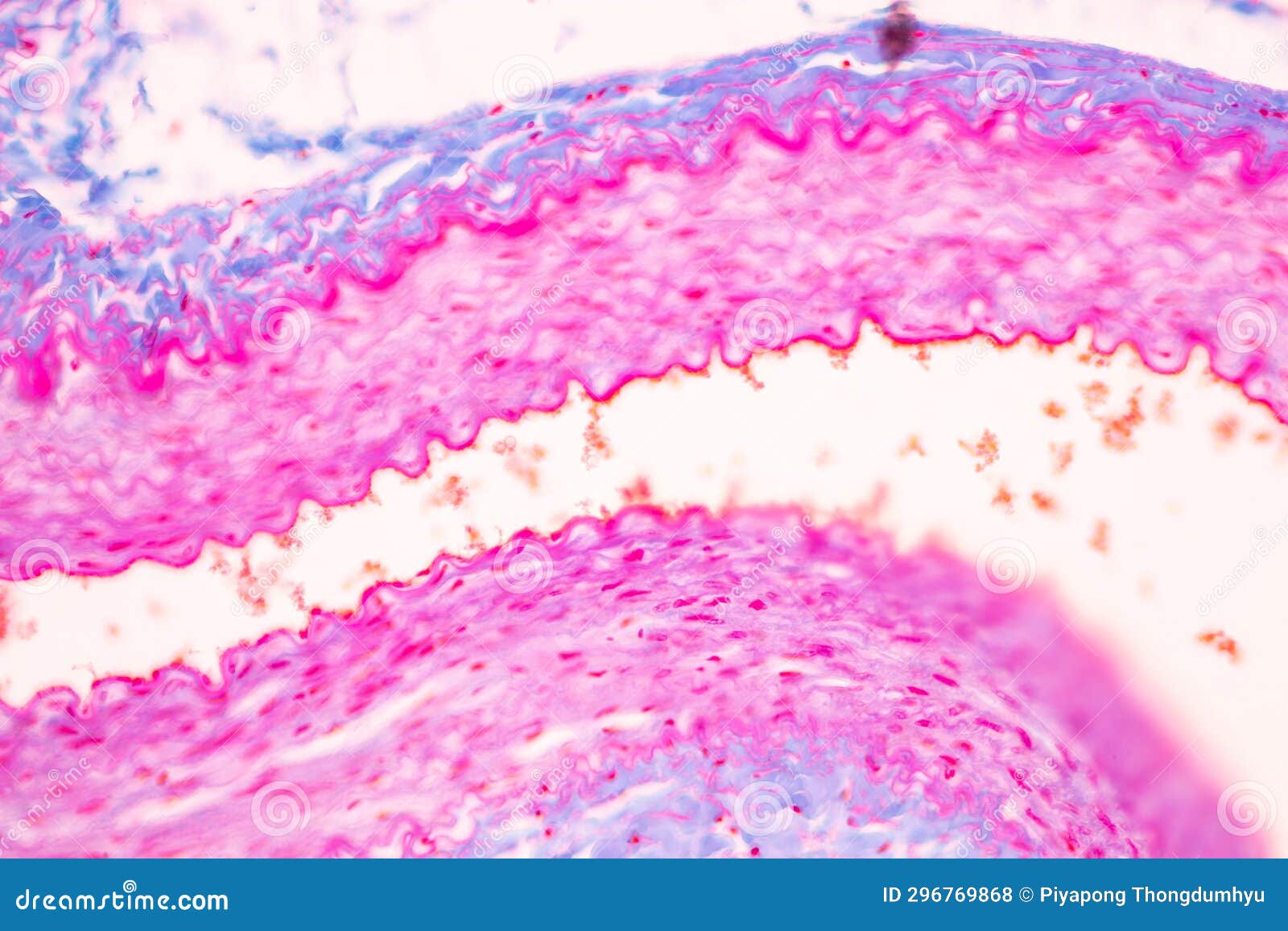 Human Nervous System Under the Microscope in Lab. Stock Photo - Image ...