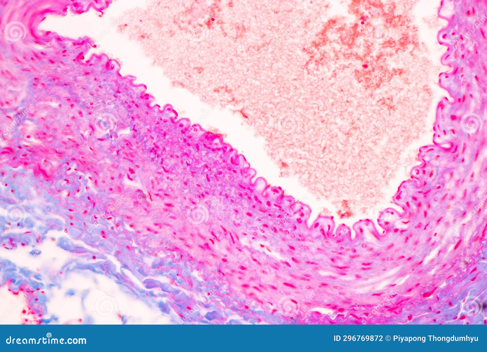 Human Nervous System Under the Microscope in Lab. Stock Photo - Image ...