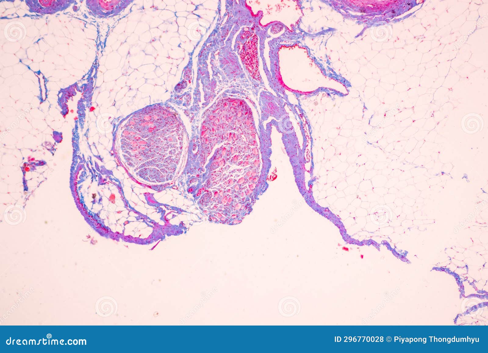 Human Nervous System Under the Microscope in Lab. Stock Photo - Image ...