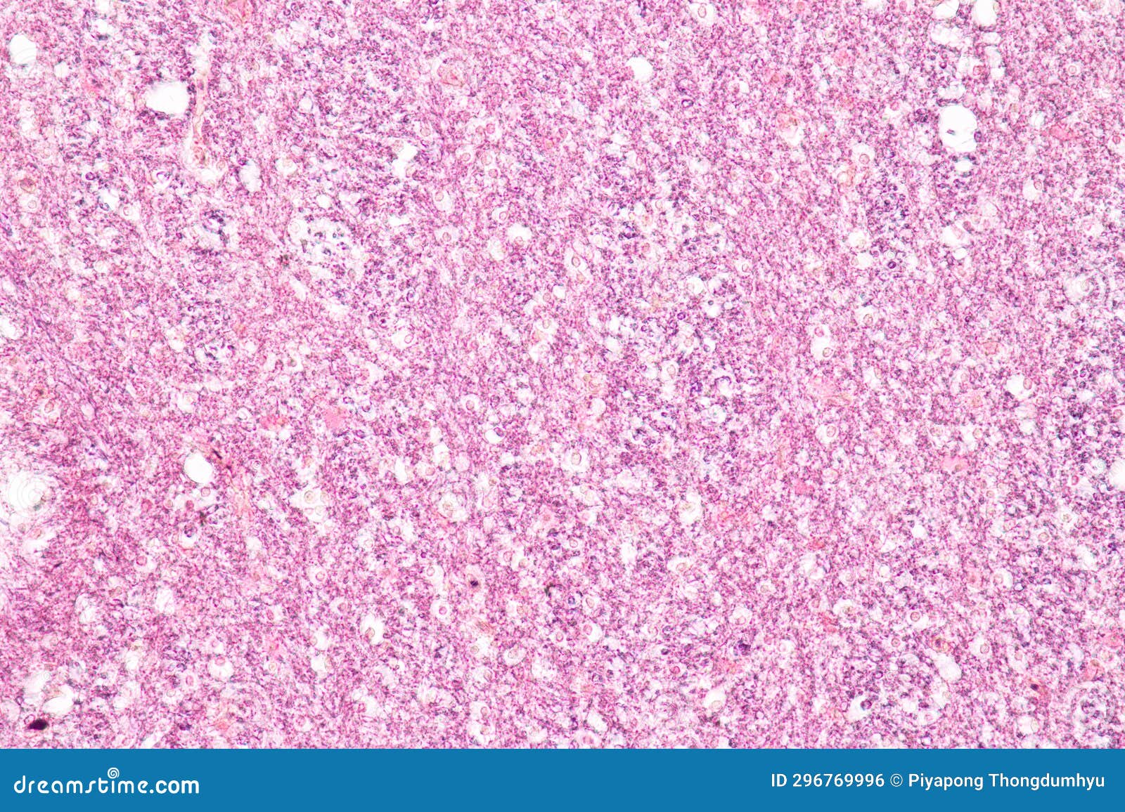 Human Nervous System Under the Microscope in Lab. Stock Photo - Image ...