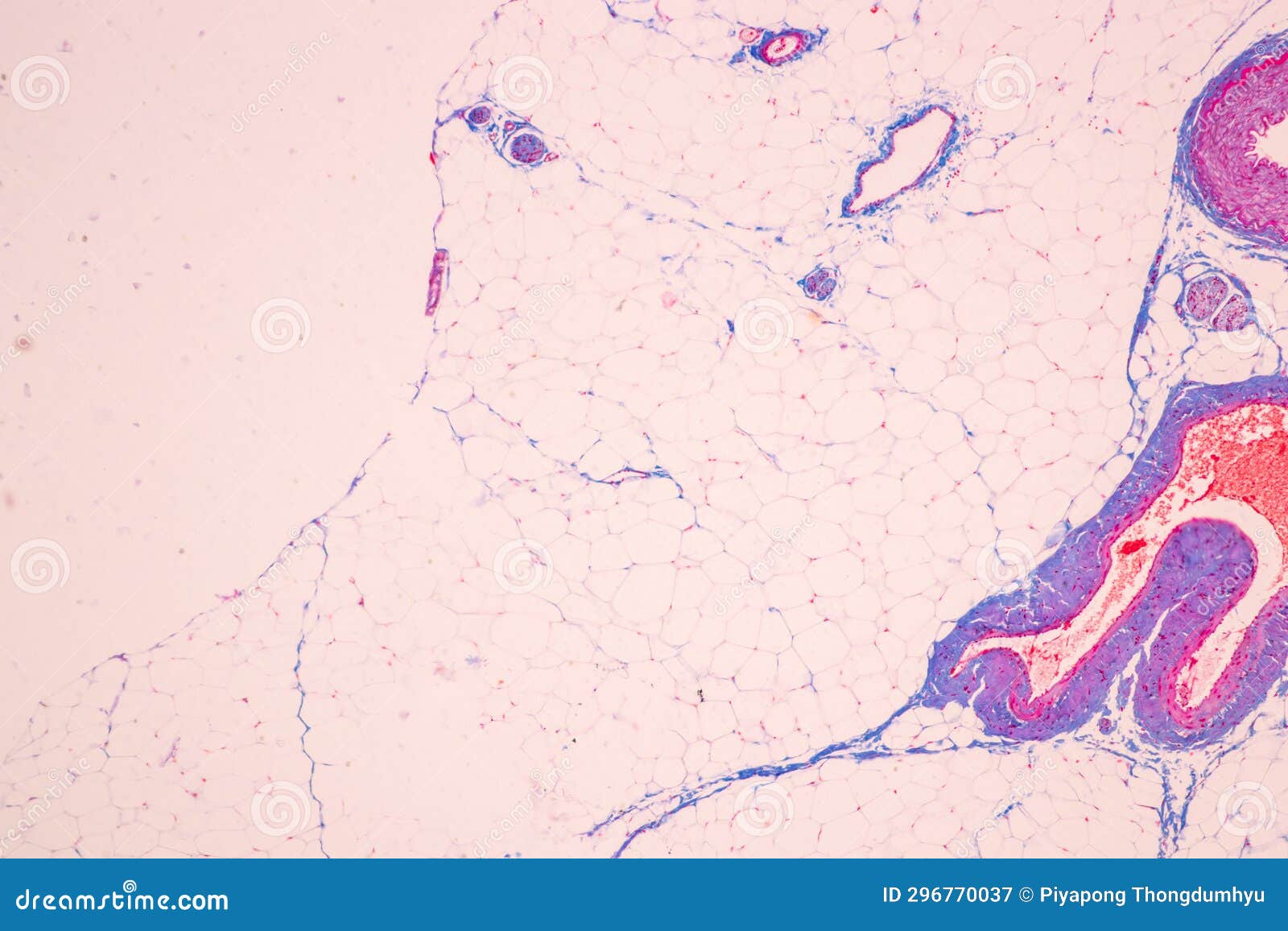 Human Nervous System Under the Microscope in Lab. Stock Image - Image ...