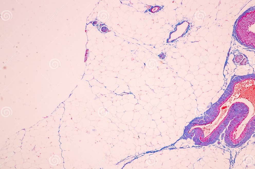 Human Nervous System Under the Microscope in Lab. Stock Image - Image ...