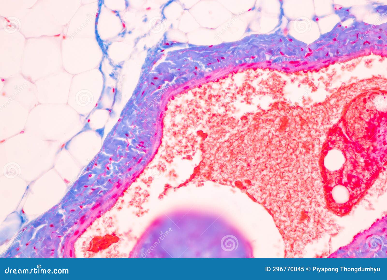 Human Nervous System Under the Microscope in Lab. Stock Image - Image ...