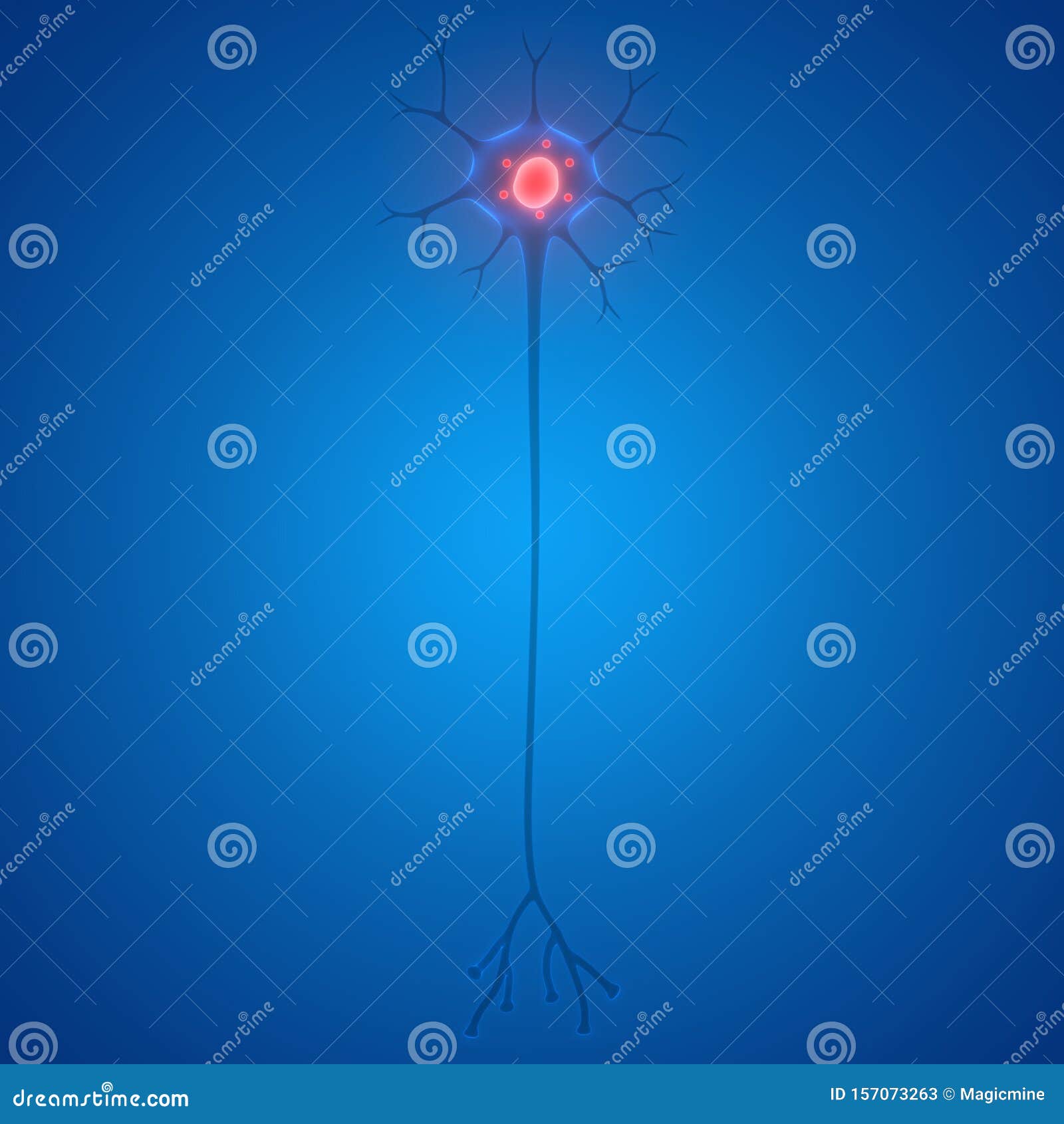 Human Neuron Cell Anatomy stock illustration. Illustration of medical ...
