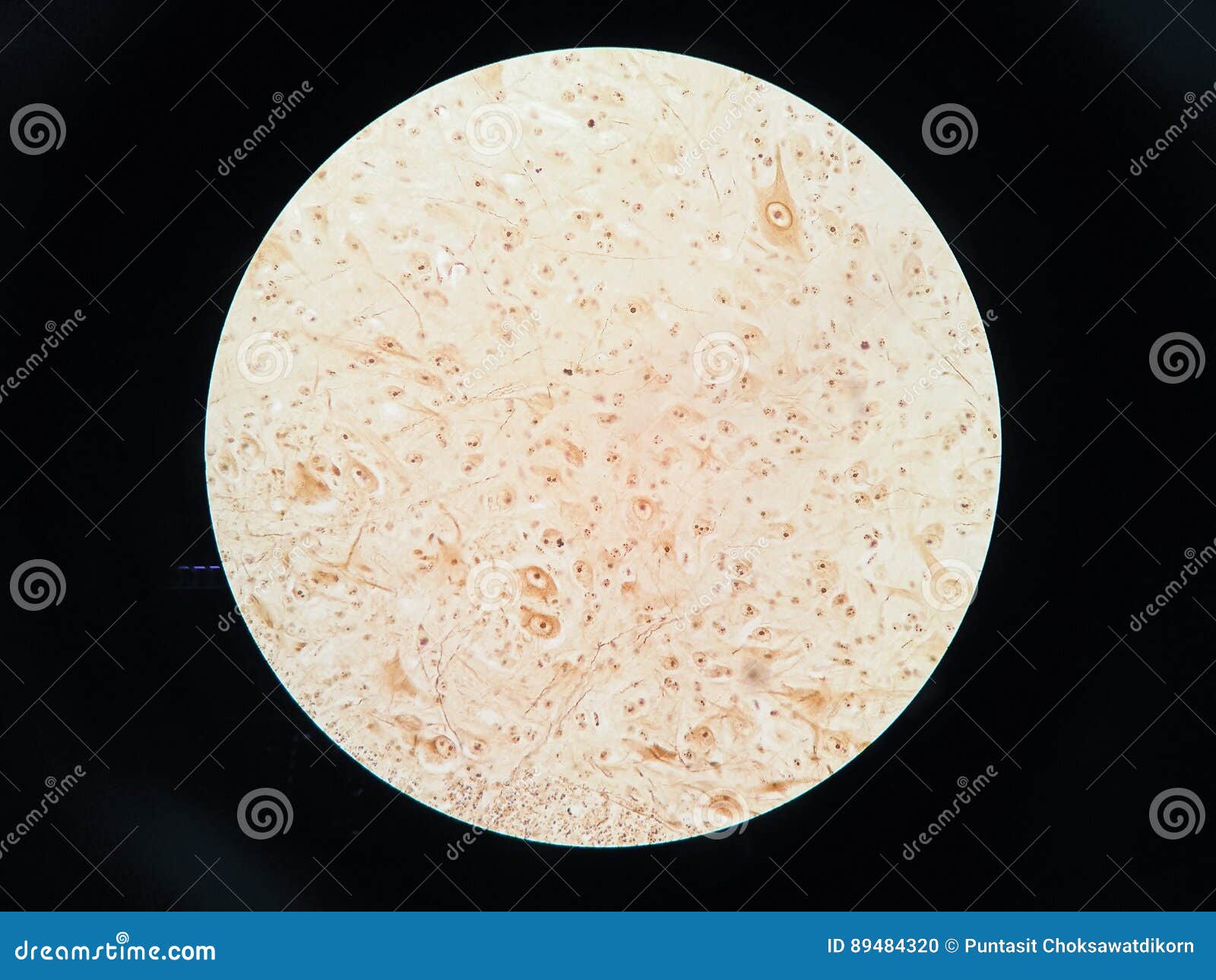 Human neurons cells stock photo. Image of mind, intelligence - 89484320 Human neurons cells stock photo. Image of mind, intelligence - 89484320