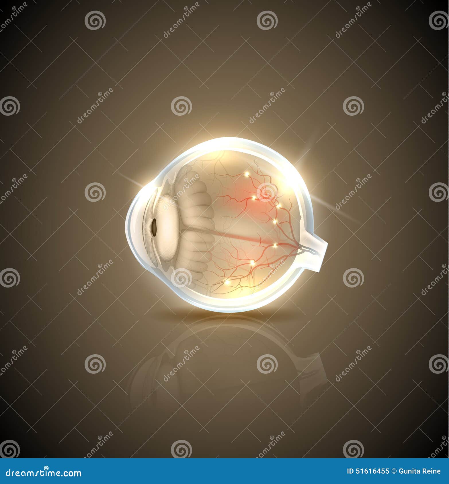 Human normal eye stock vector. Illustration of anatomy - 51616455