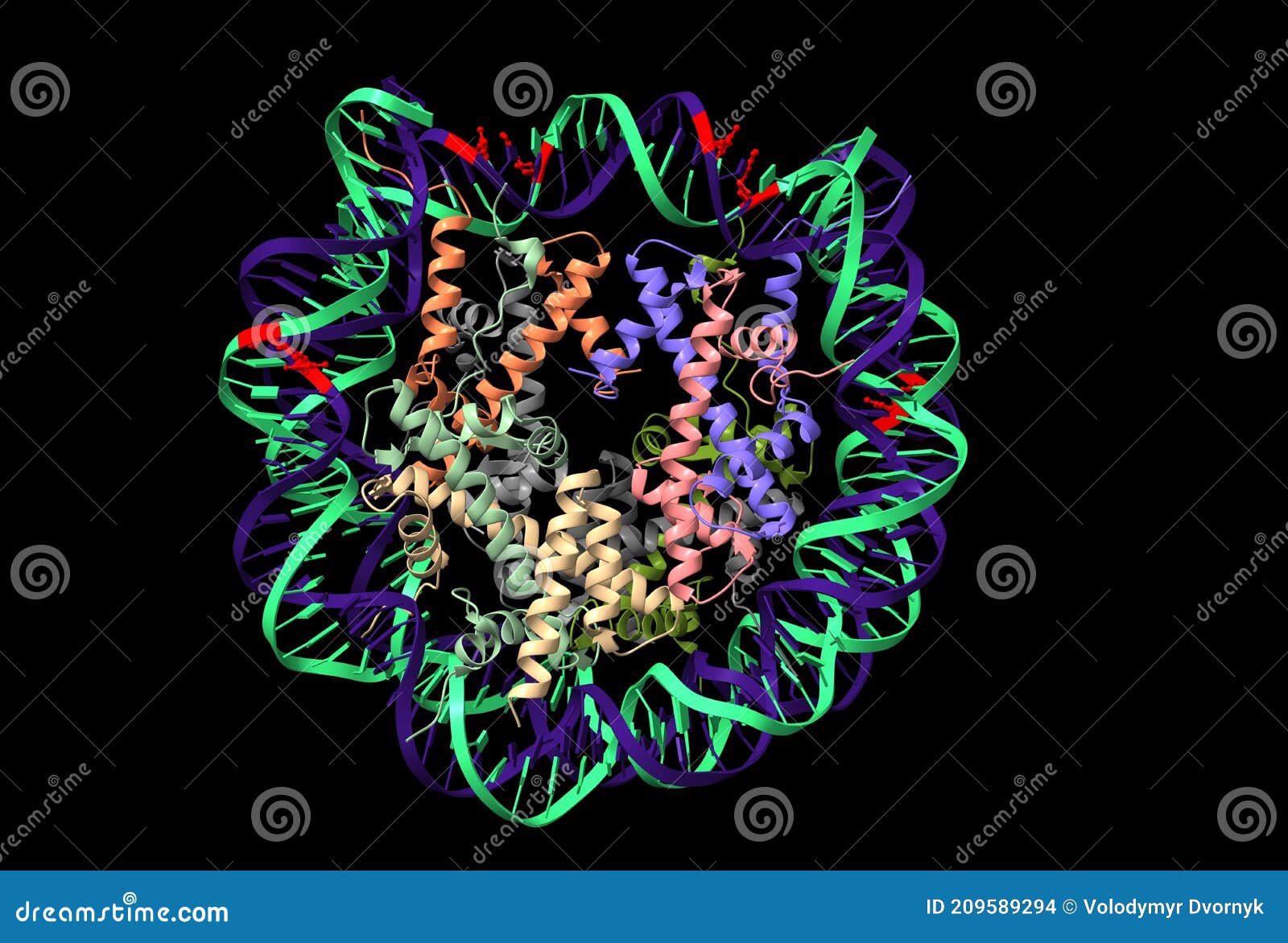 Nucleosome Structure. Structure Of An Oligonucleosome, Showing The ...
