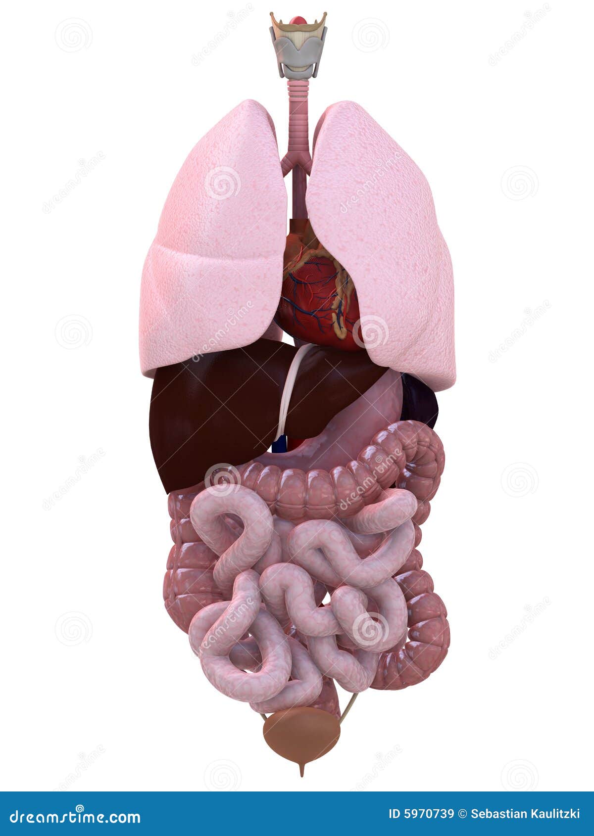 Human organ anatomy stock illustration. Illustration of anatomical ...