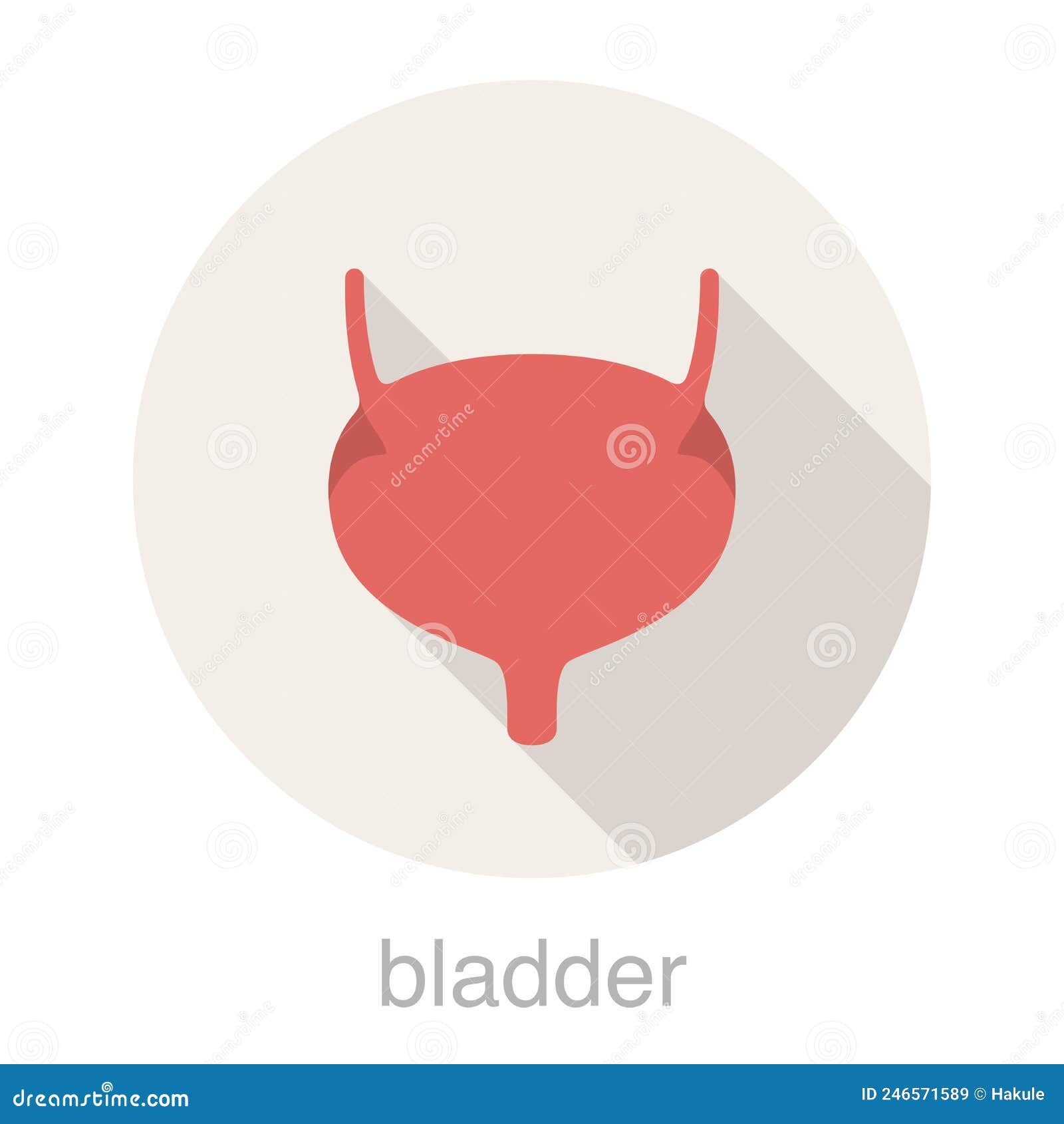 Bladder Flat Line Icon. Vector Thin Pictogram Of Human Internal Organ, Outline Illustration For ...