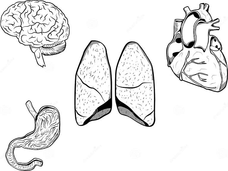 Human Organs stock vector. Illustration of drawing, realistic - 10216490