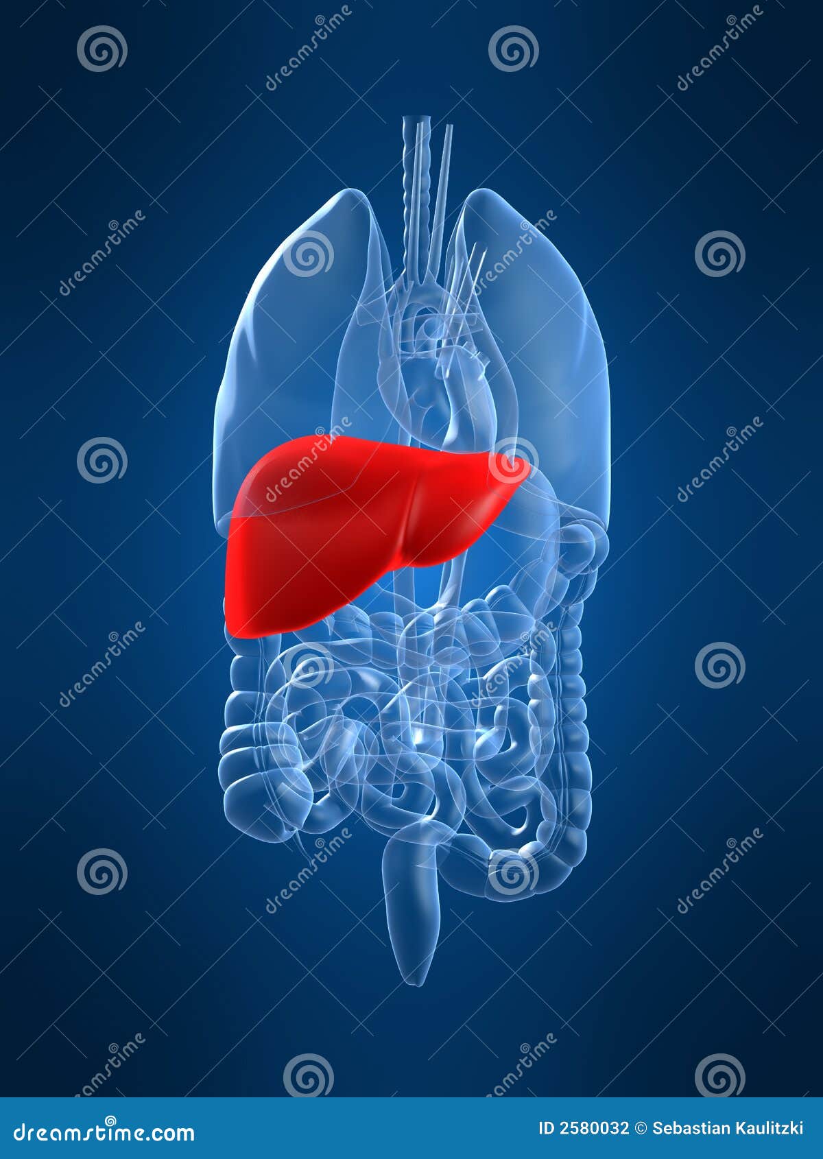 The Viscera Of The Human Body. Stock Photography | CartoonDealer.com ...