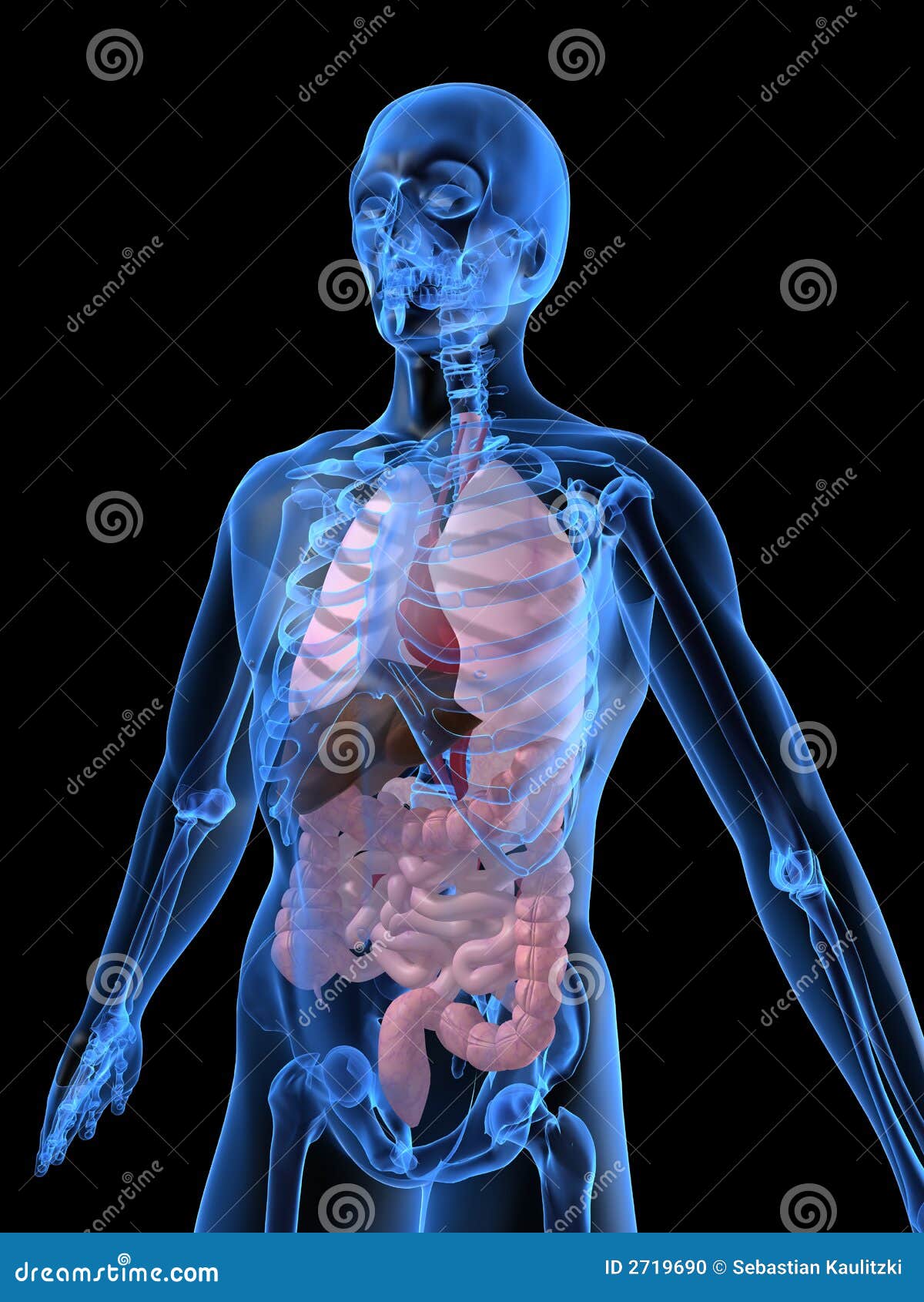 Human organs stock illustration. Illustration of ilium - 2719690