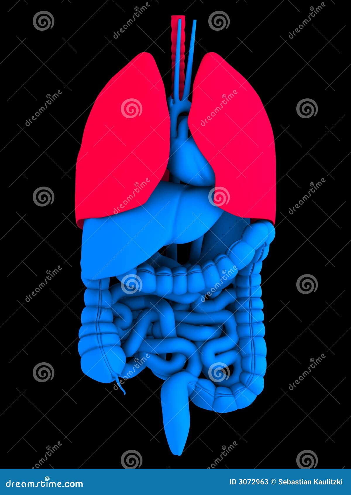 Human organs stock illustration. Illustration of autopsy - 3072963
