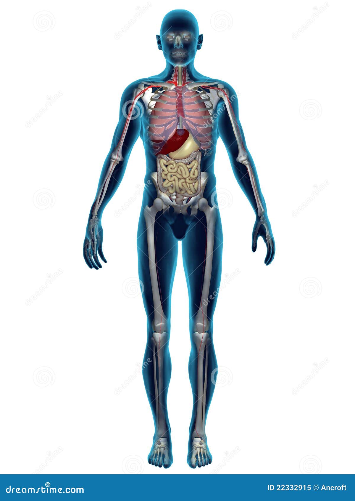 Human Organs 3D stock illustration. Illustration of education - 22332915
