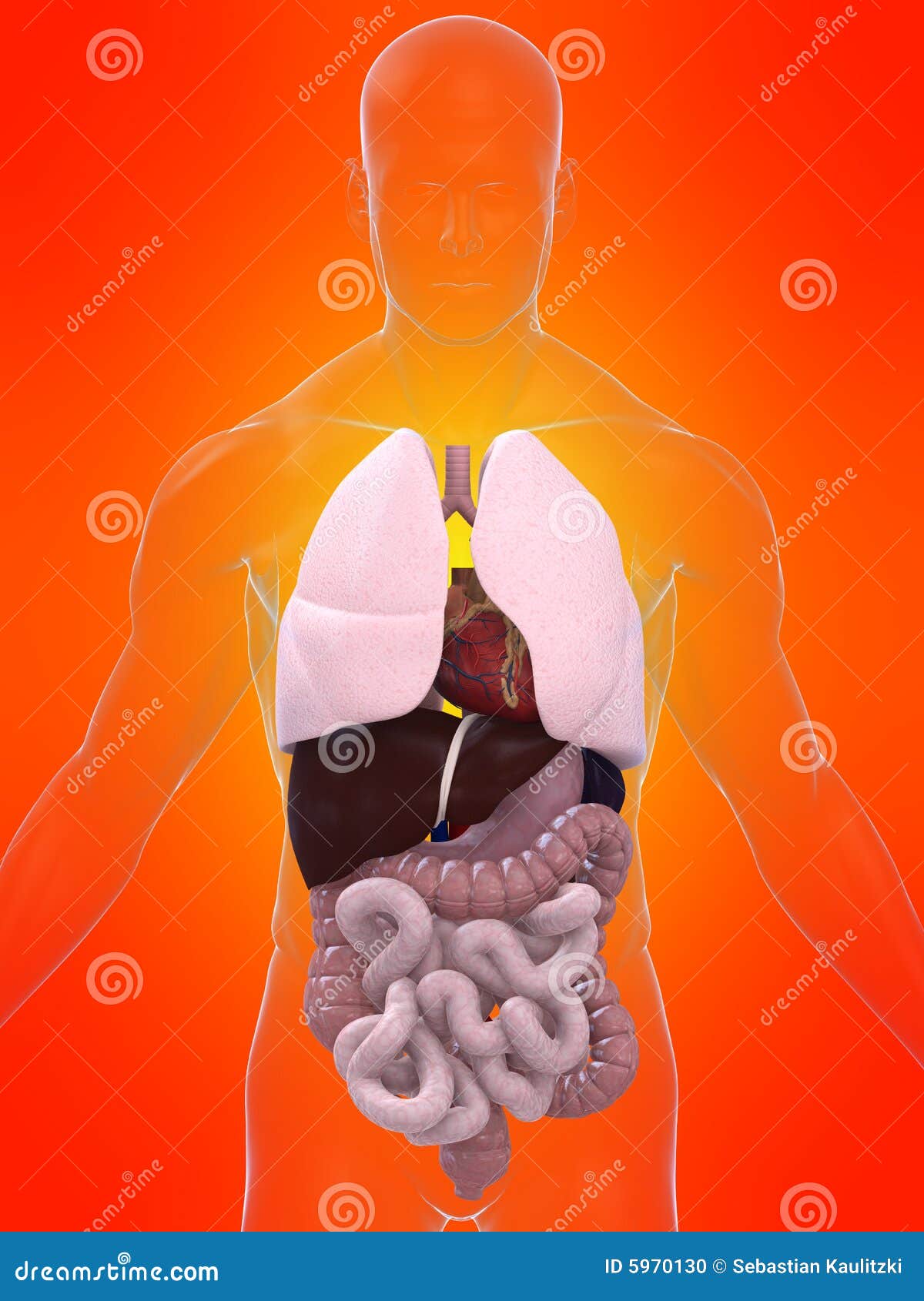 Human organs stock illustration. Illustration of bones - 5970130