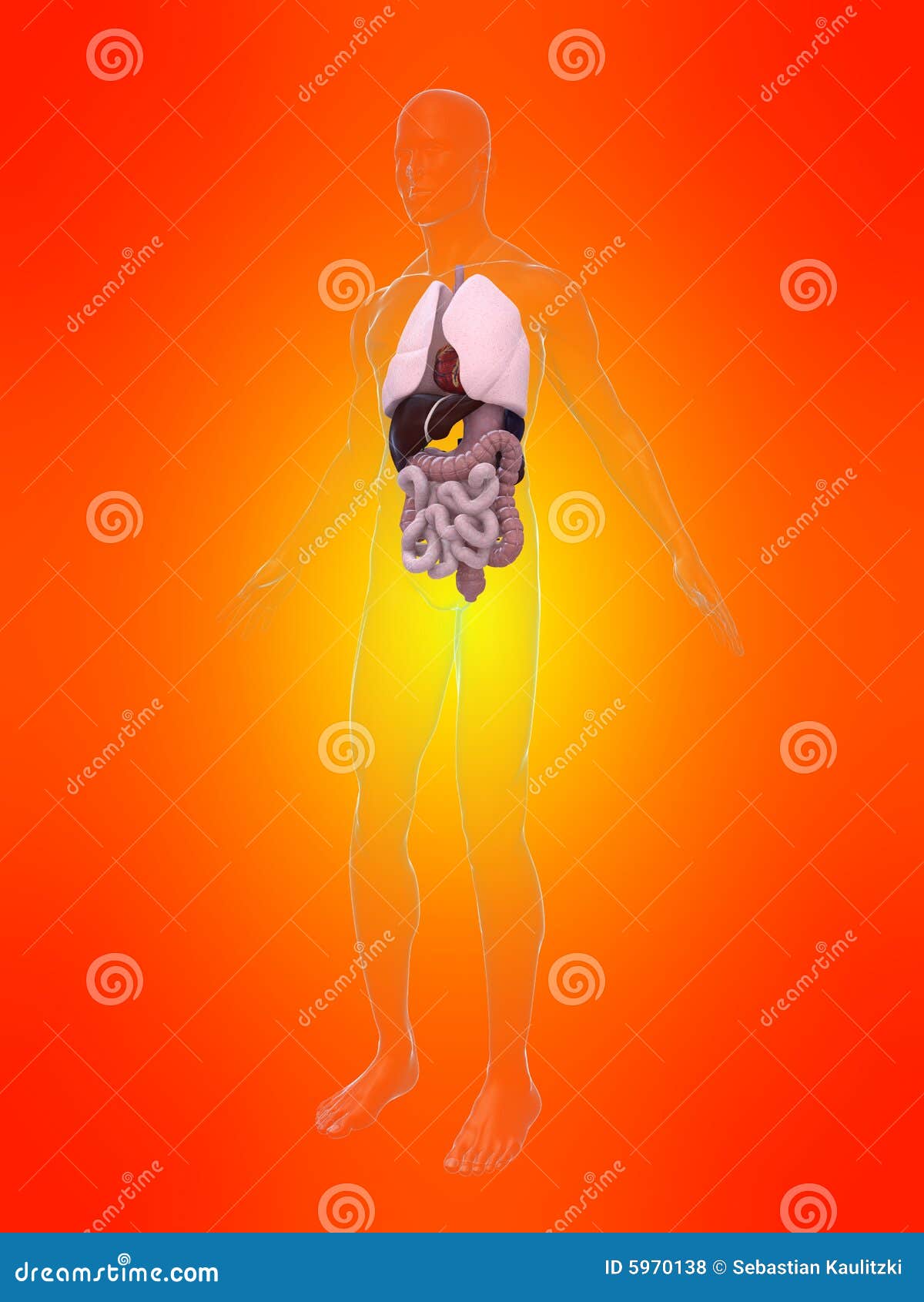 Human organs stock illustration. Illustration of anatomy - 5970138