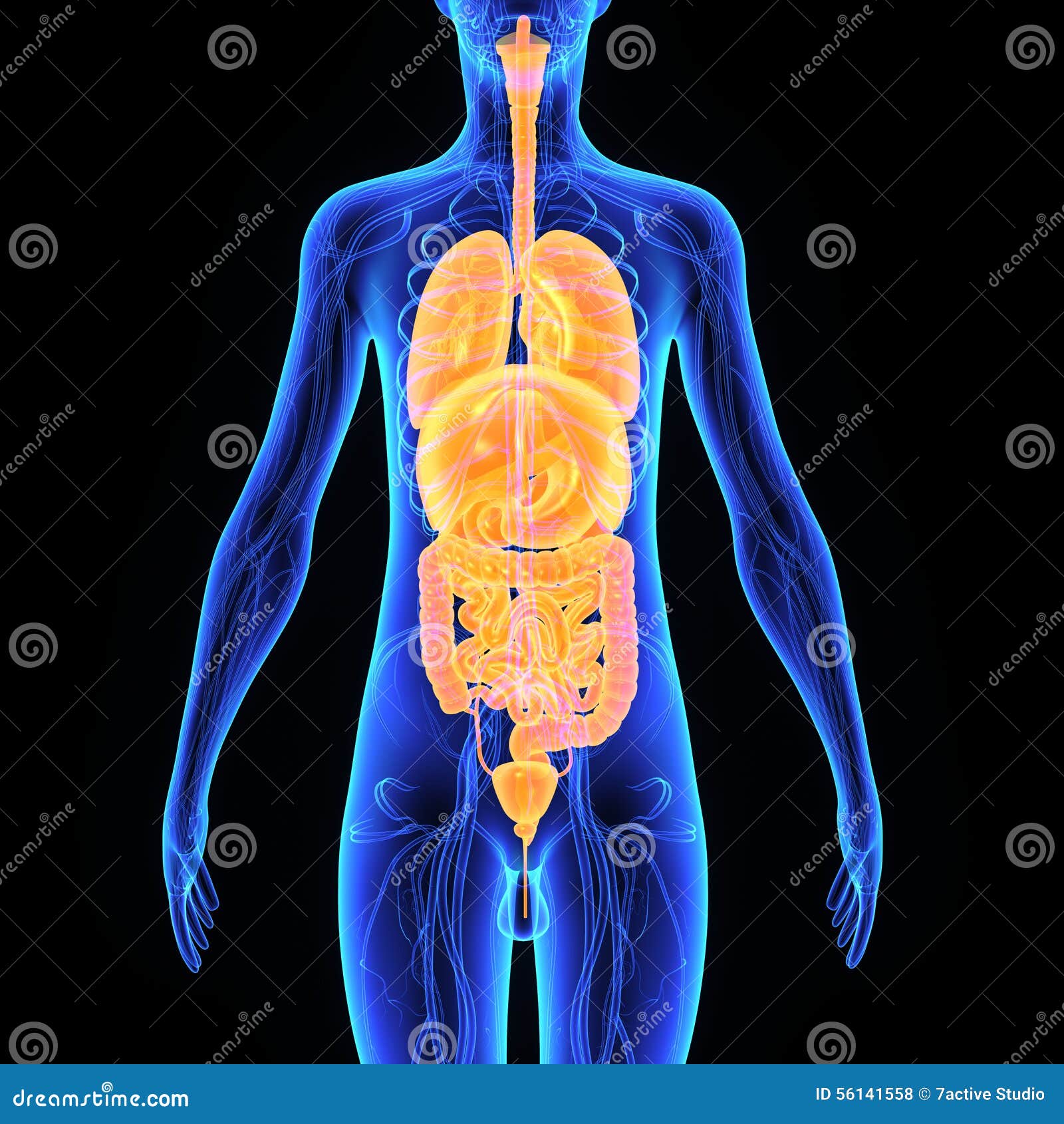 Human Organs stock illustration. Illustration of human - 56141558