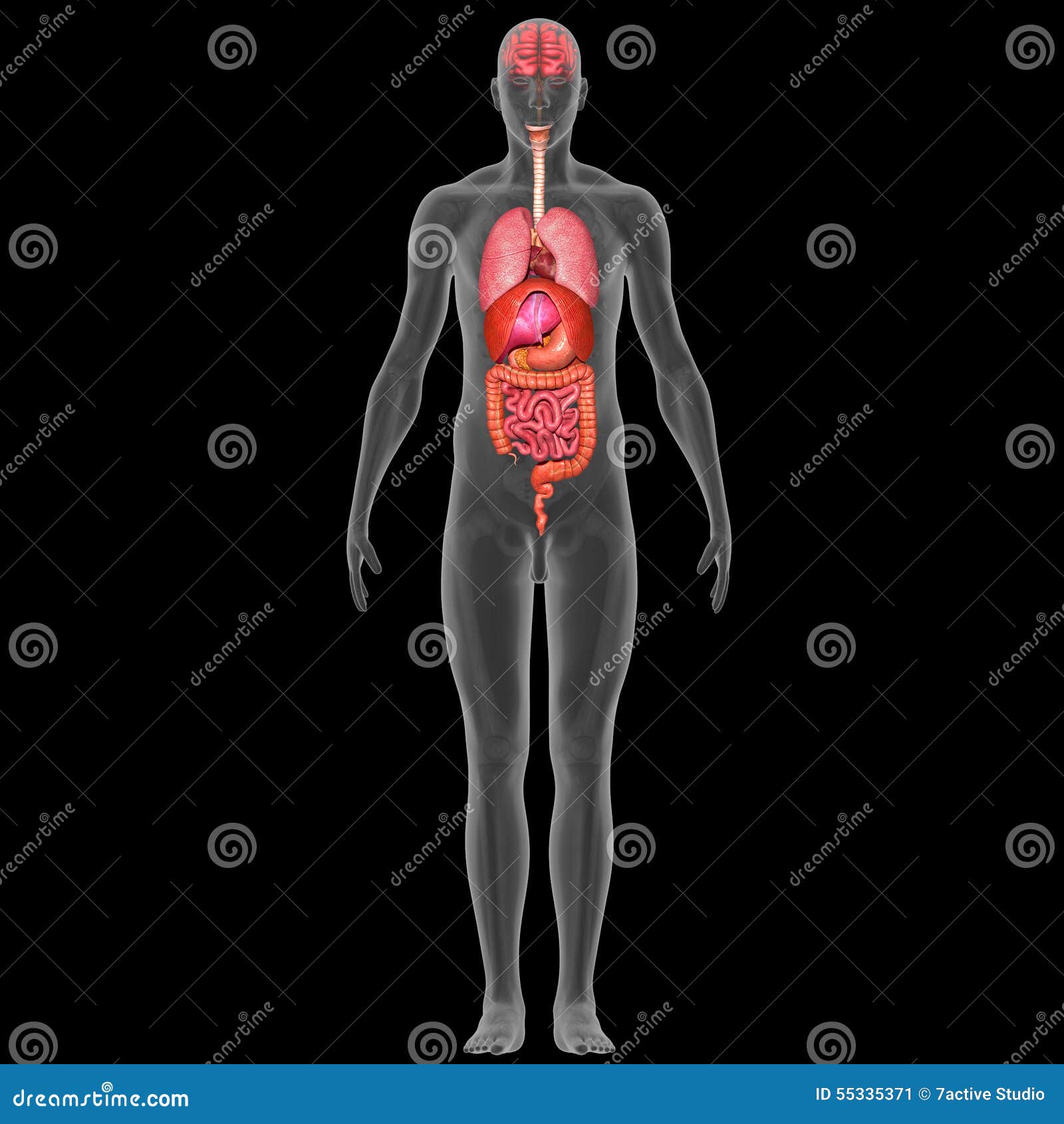 Human Organs stock illustration. Illustration of organ - 55335371