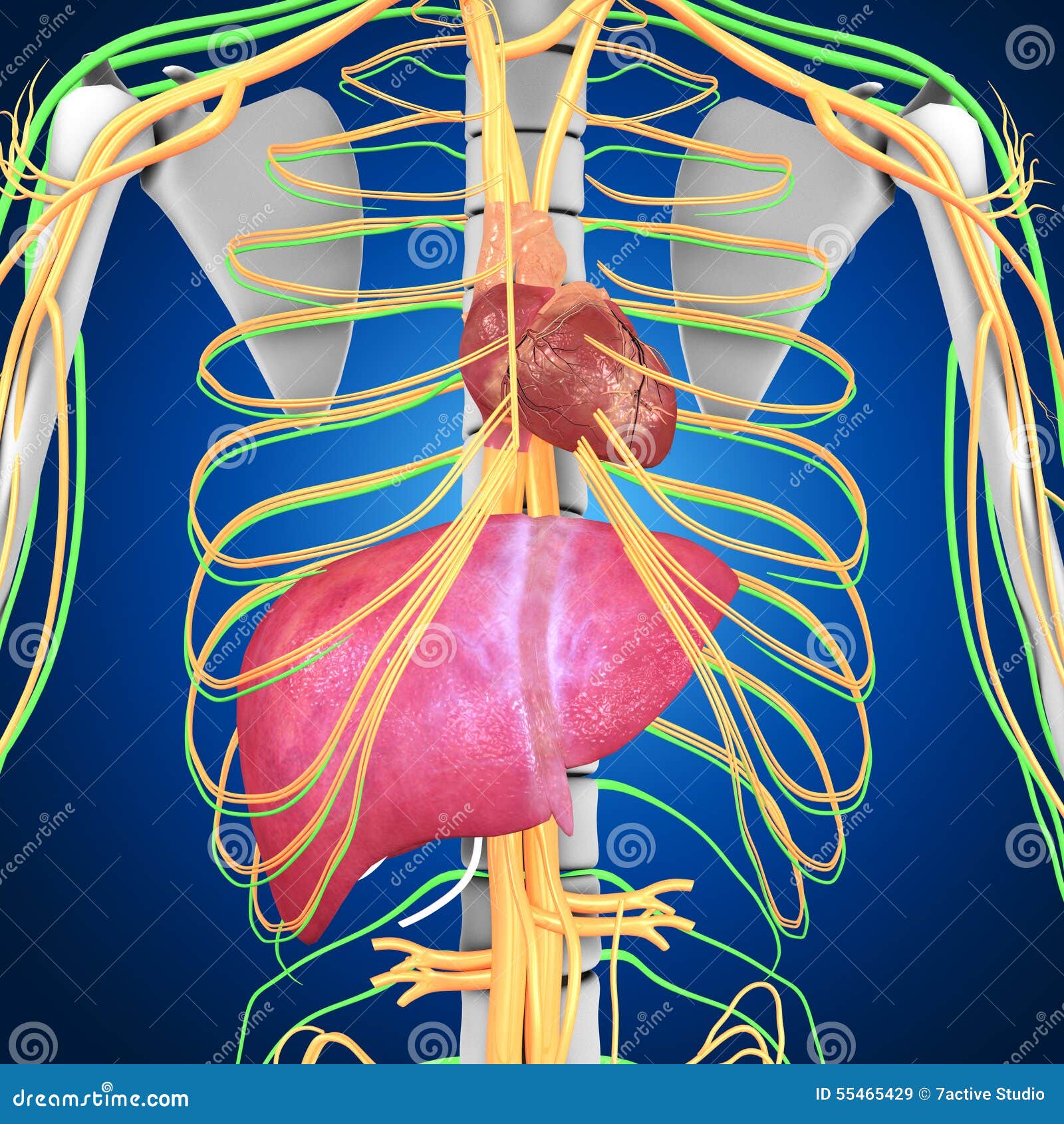 Human Organs stock illustration. Illustration of internal - 55465429