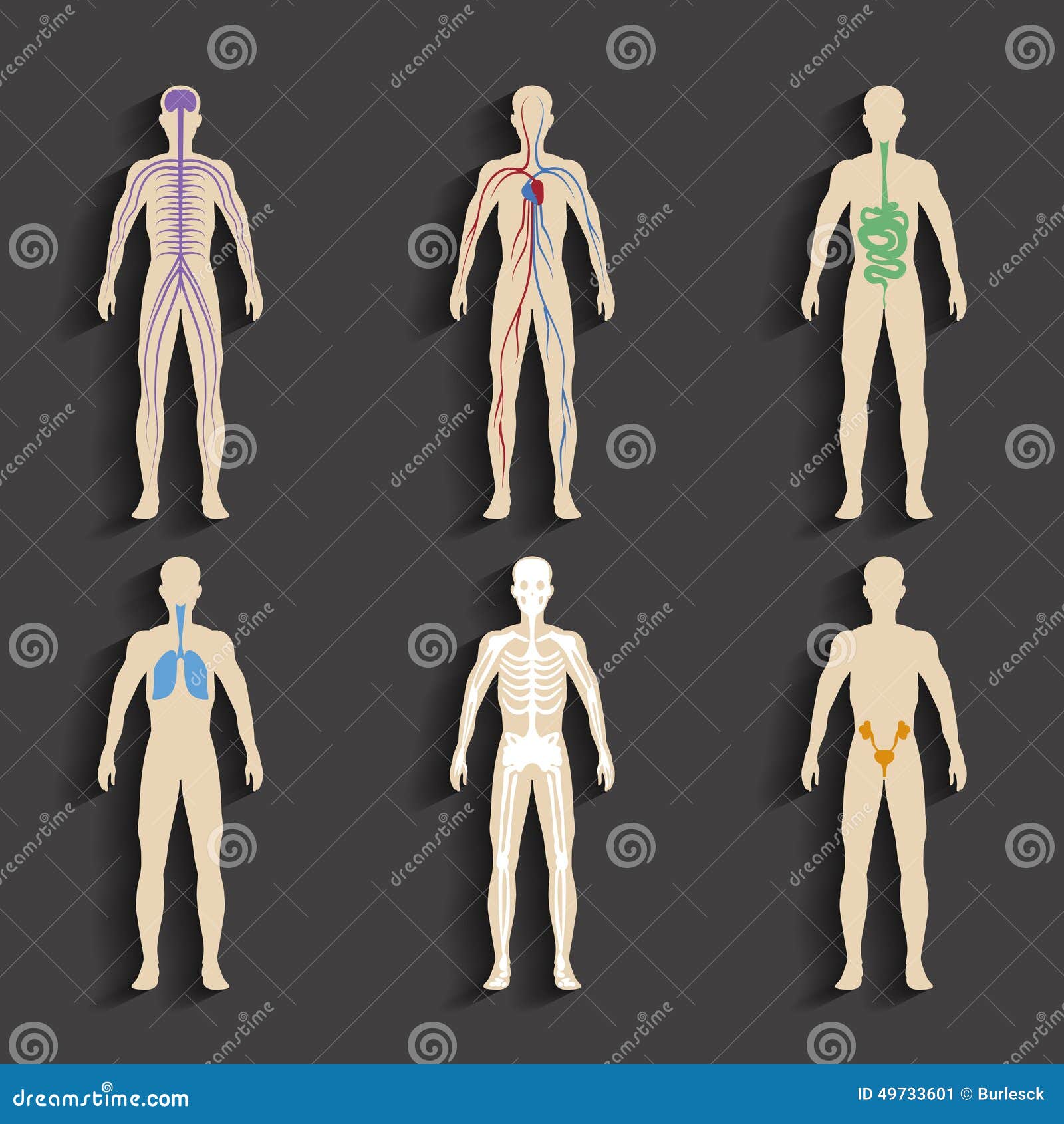 Human Organs And Body Systems Cartoon Vector | CartoonDealer.com #49733601