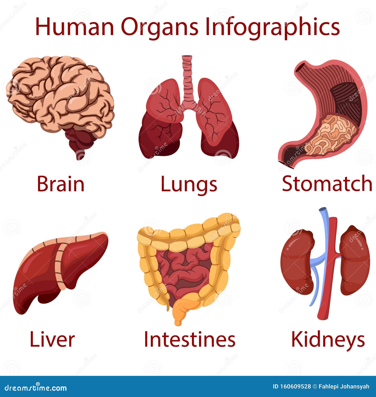 Organ Biology Cartoon Human biology, sensory organs. | Custom-Designed ...