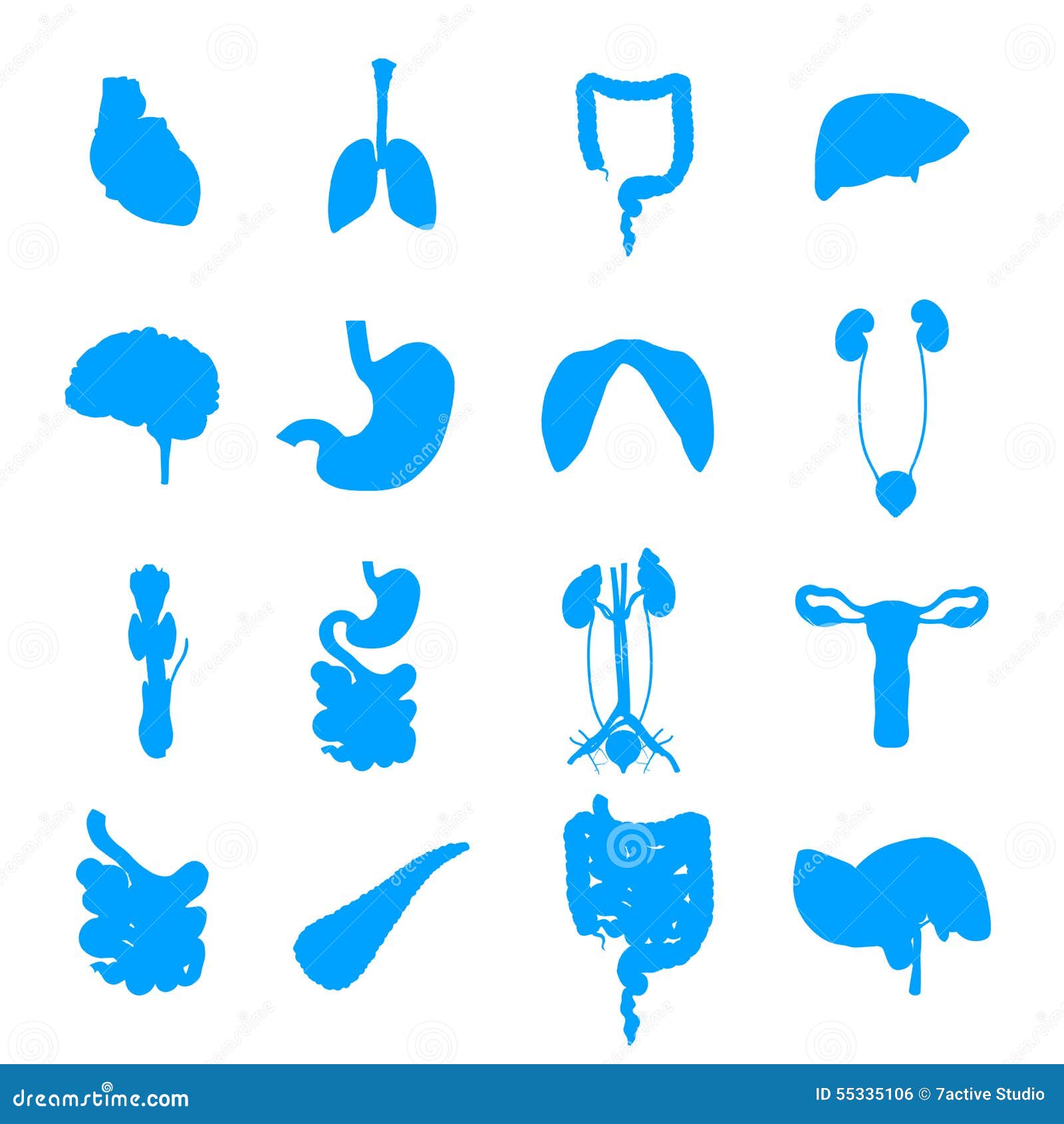 Human Organs collection stock illustration. Illustration of physiology ...