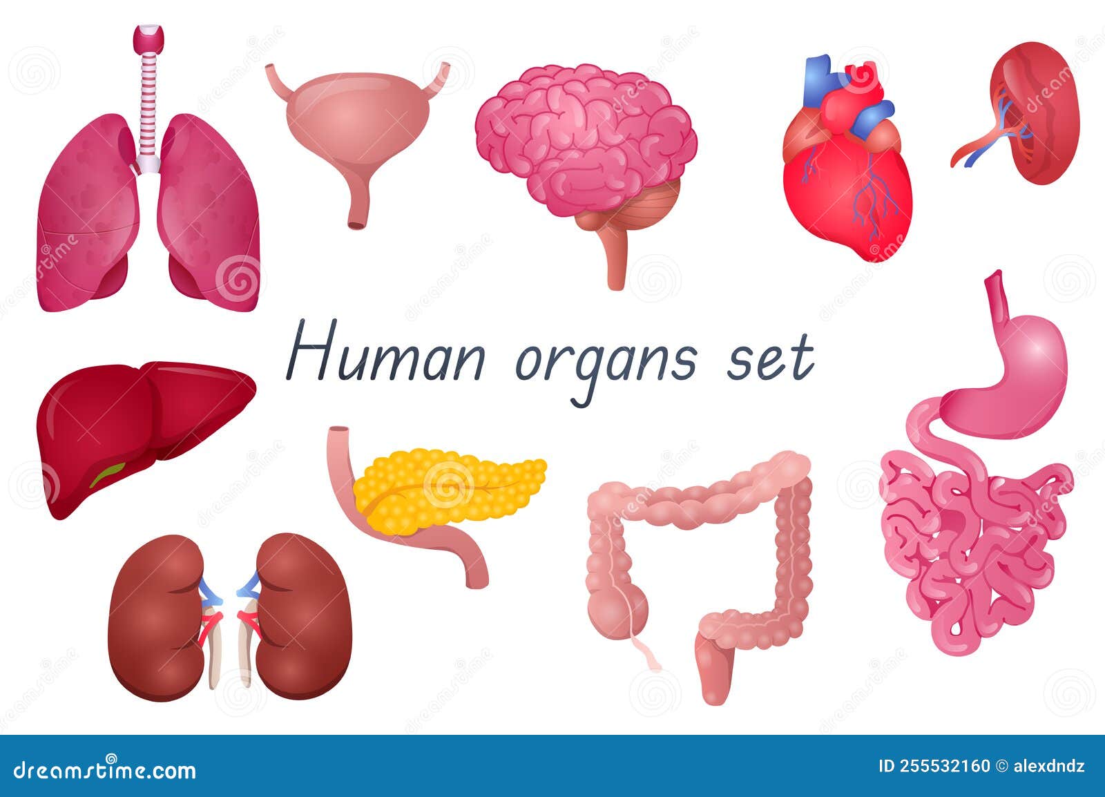 Pancreas Anatomical Cross Section Model, Vector Illustration Medical ...