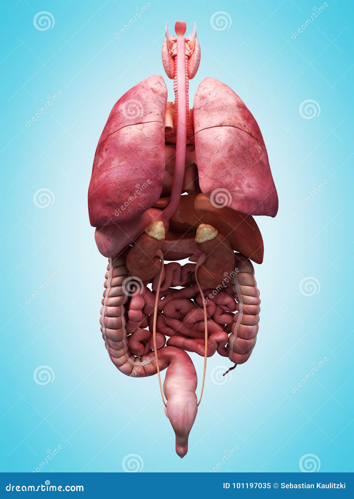The human organs stock illustration. Illustration of artwork - 101197035