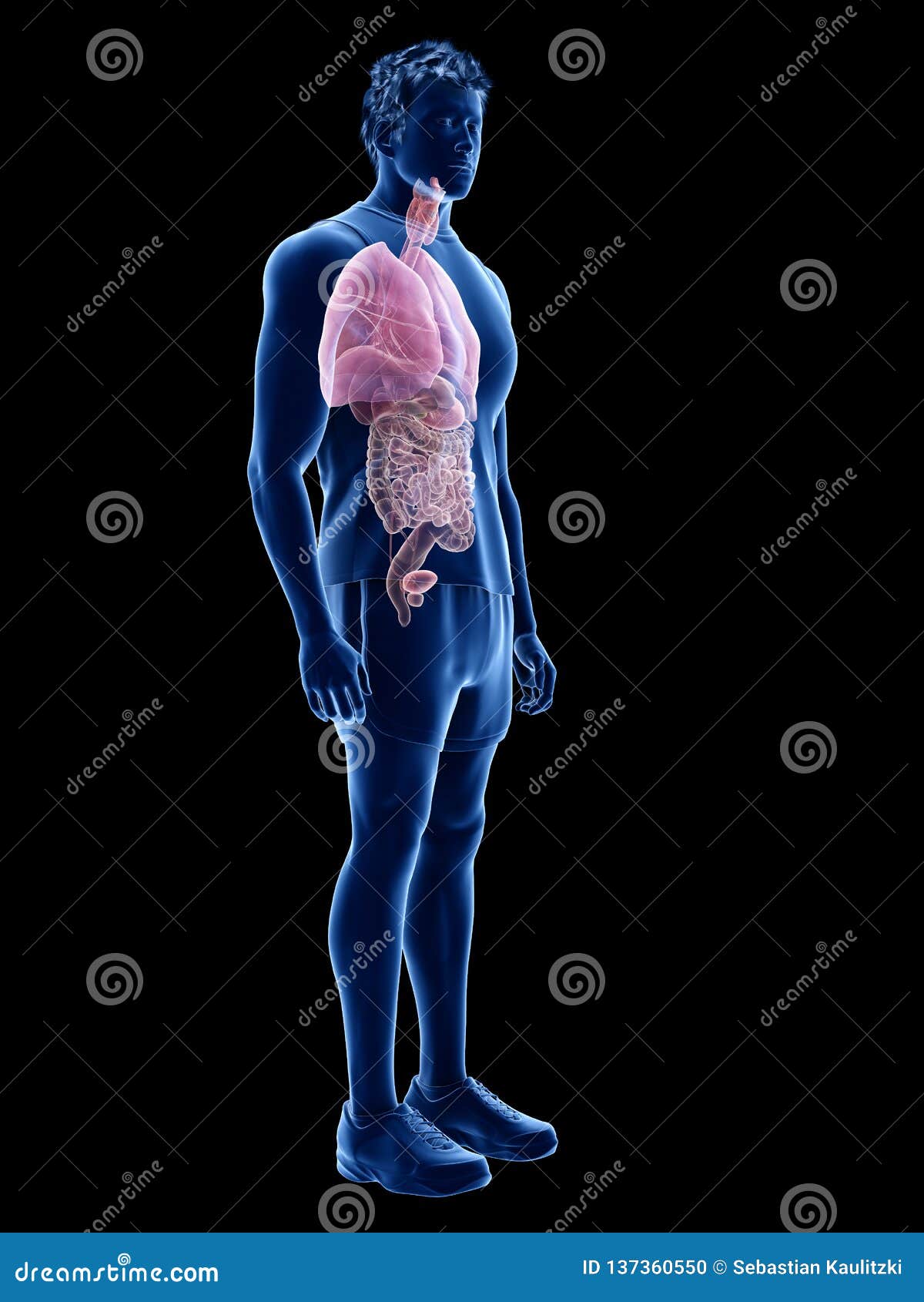 The human organs stock illustration. Illustration of accurate - 137360550