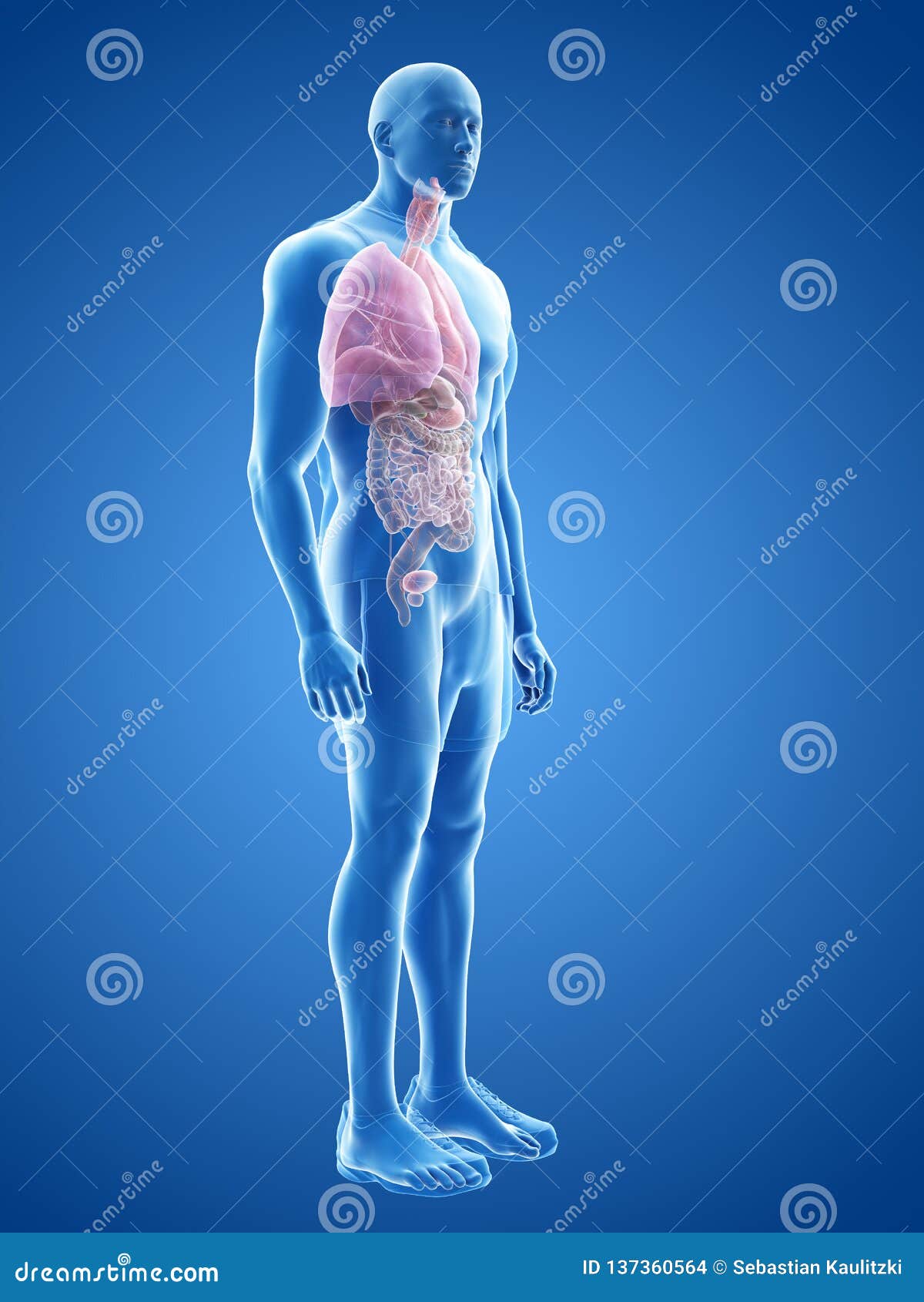 The human organs stock illustration. Illustration of rendering - 137360564