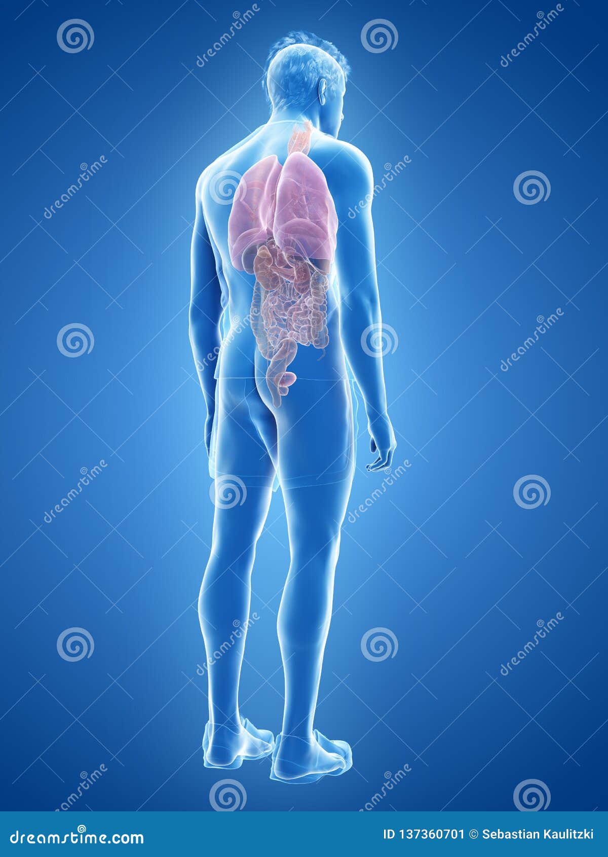 The human organs stock illustration. Illustration of science - 137360701
