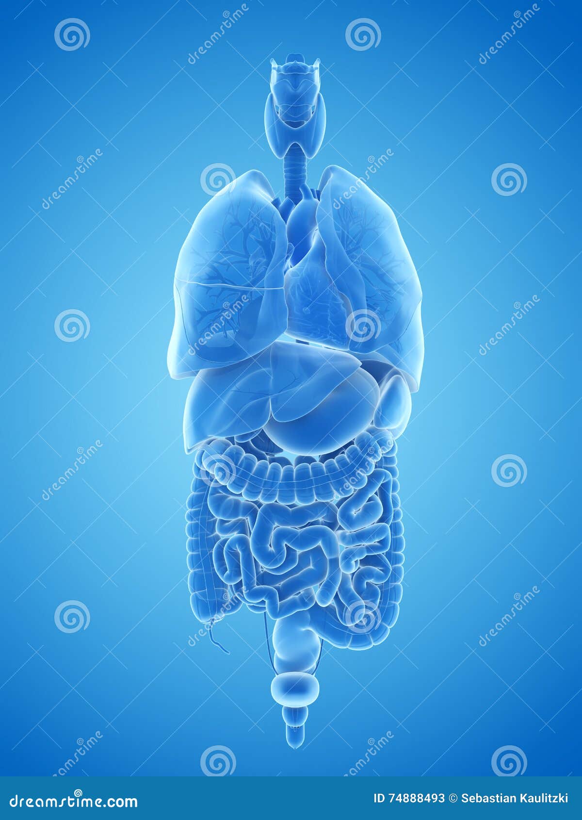 The human organs stock illustration. Illustration of medical - 74888493