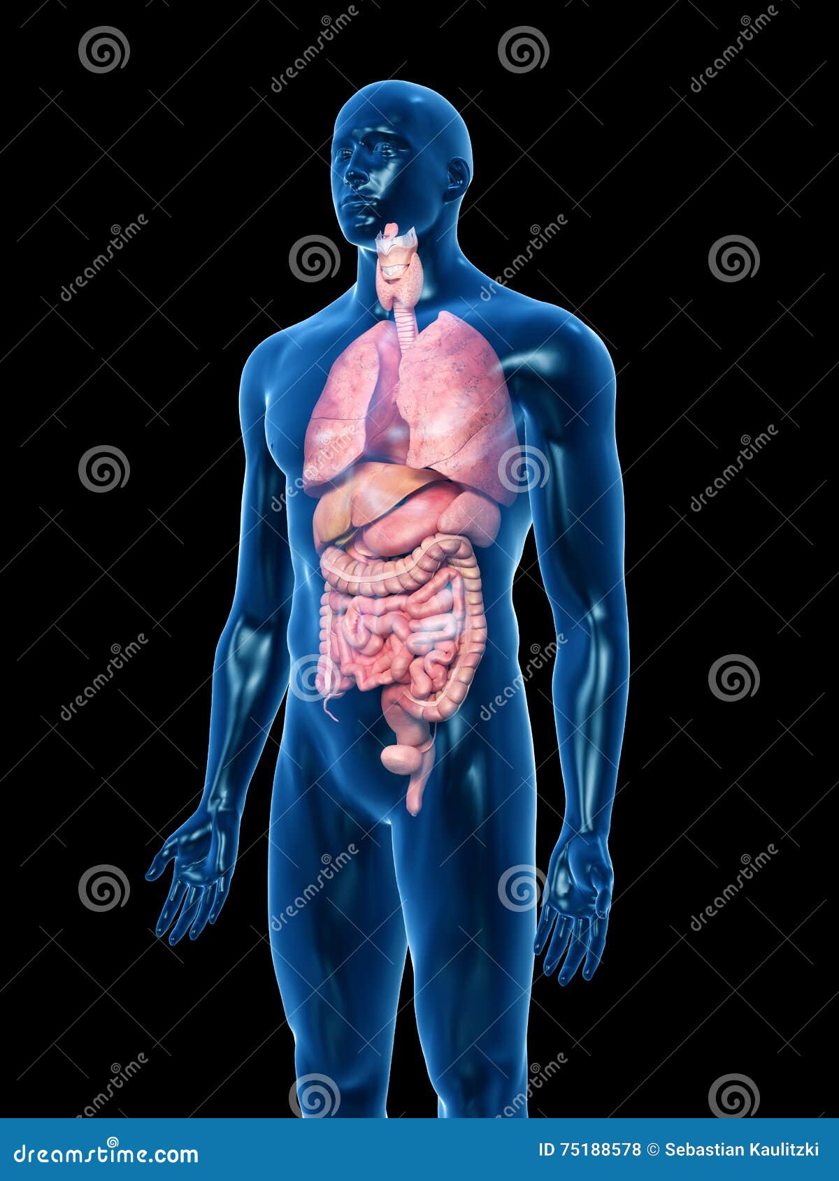 The human organs stock illustration. Illustration of medical - 75188578