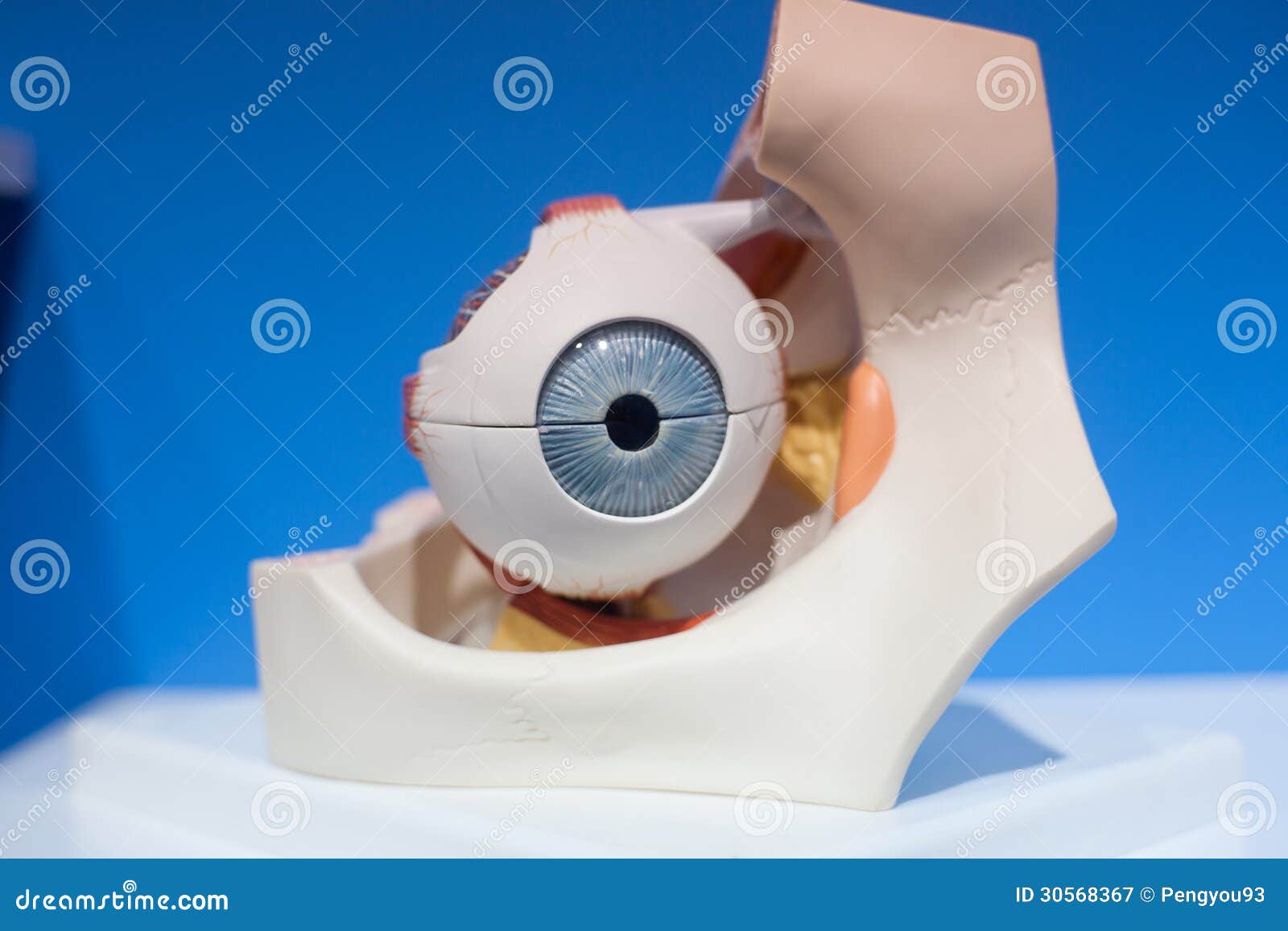 Human Organs, Muscle Tissue Model Royalty-Free Stock Photography ...