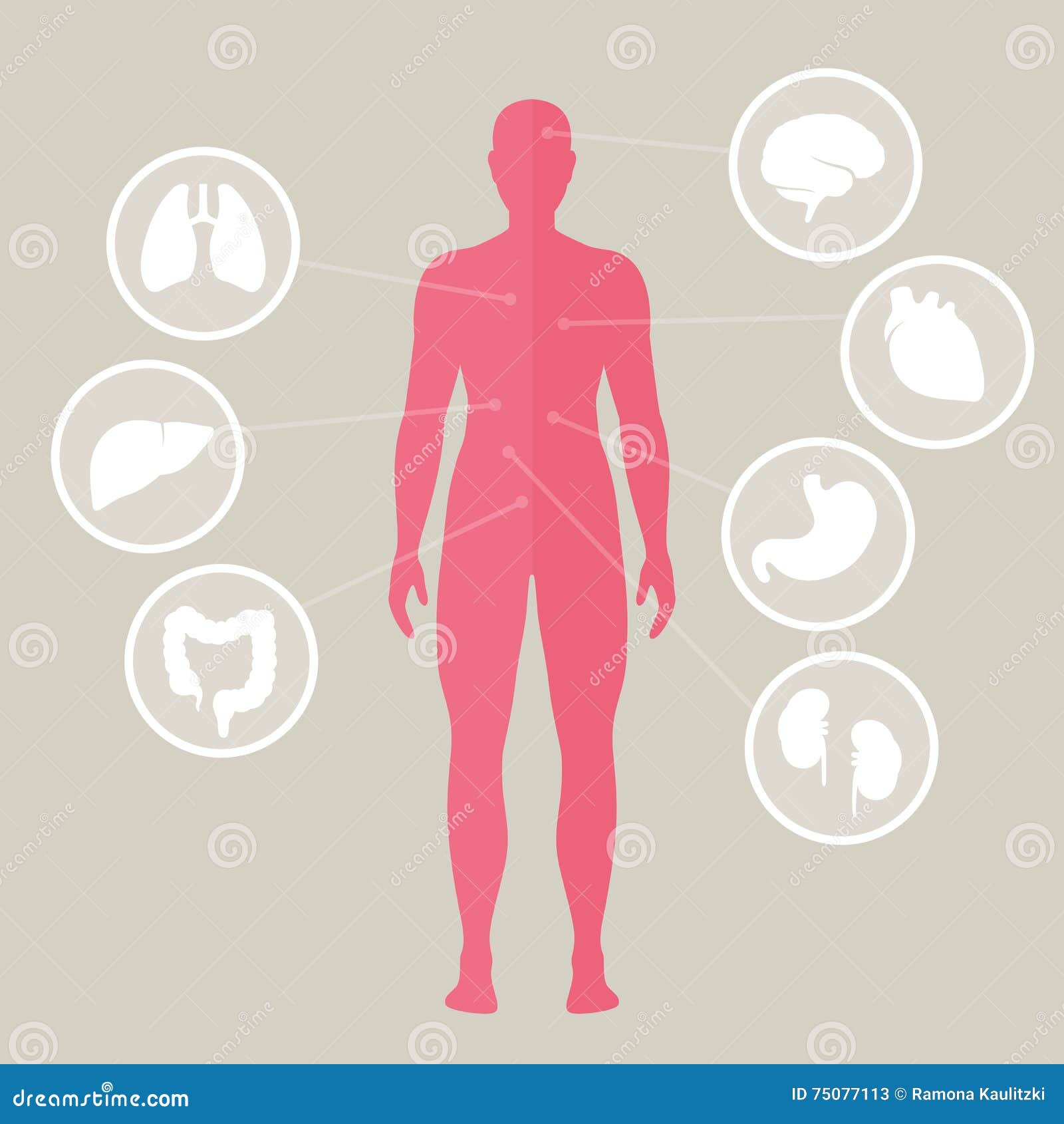 Human Organs stock illustration. Illustration of anatomy - 75077113