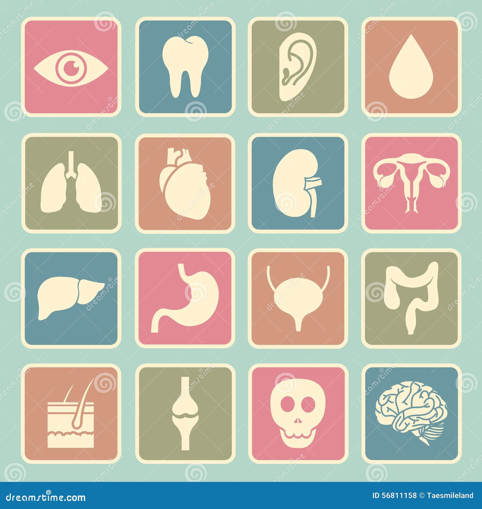 Human organs icon stock vector. Illustration of lung - 56811158